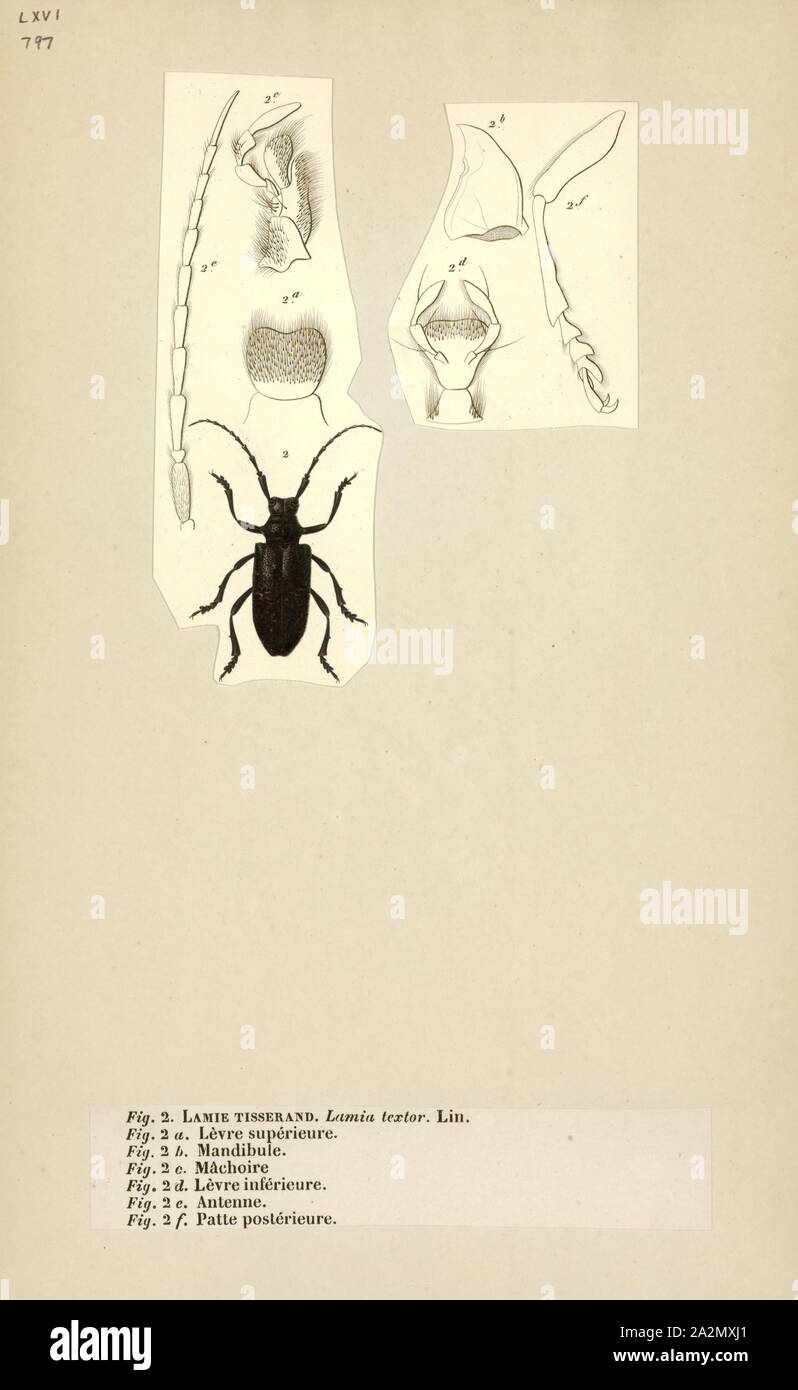 Lamia hi-res stock photography and images - Alamy