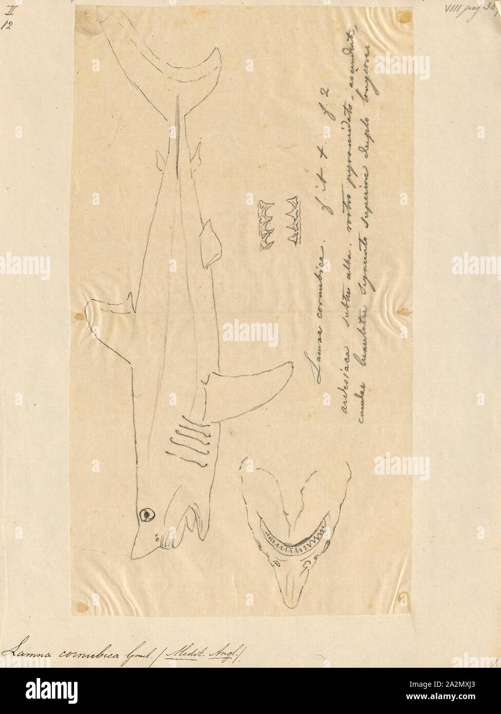 Lamnidae hi-res stock photography and images - Alamy