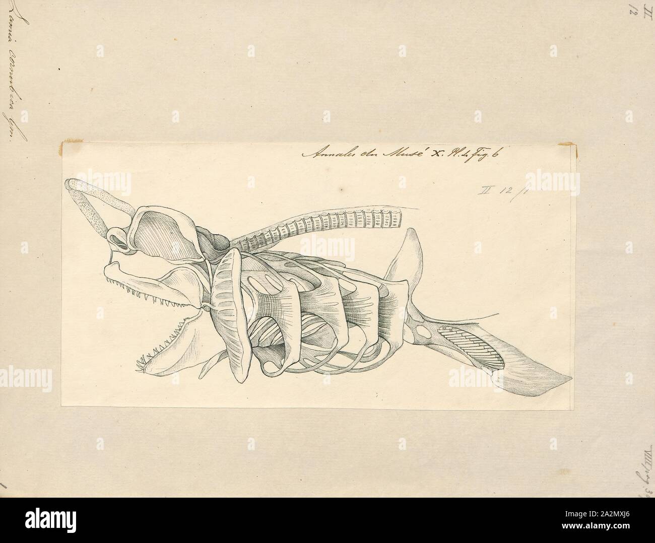 Lamna cornubica, Print, Lamna is a genus of mackerel sharks in the ...