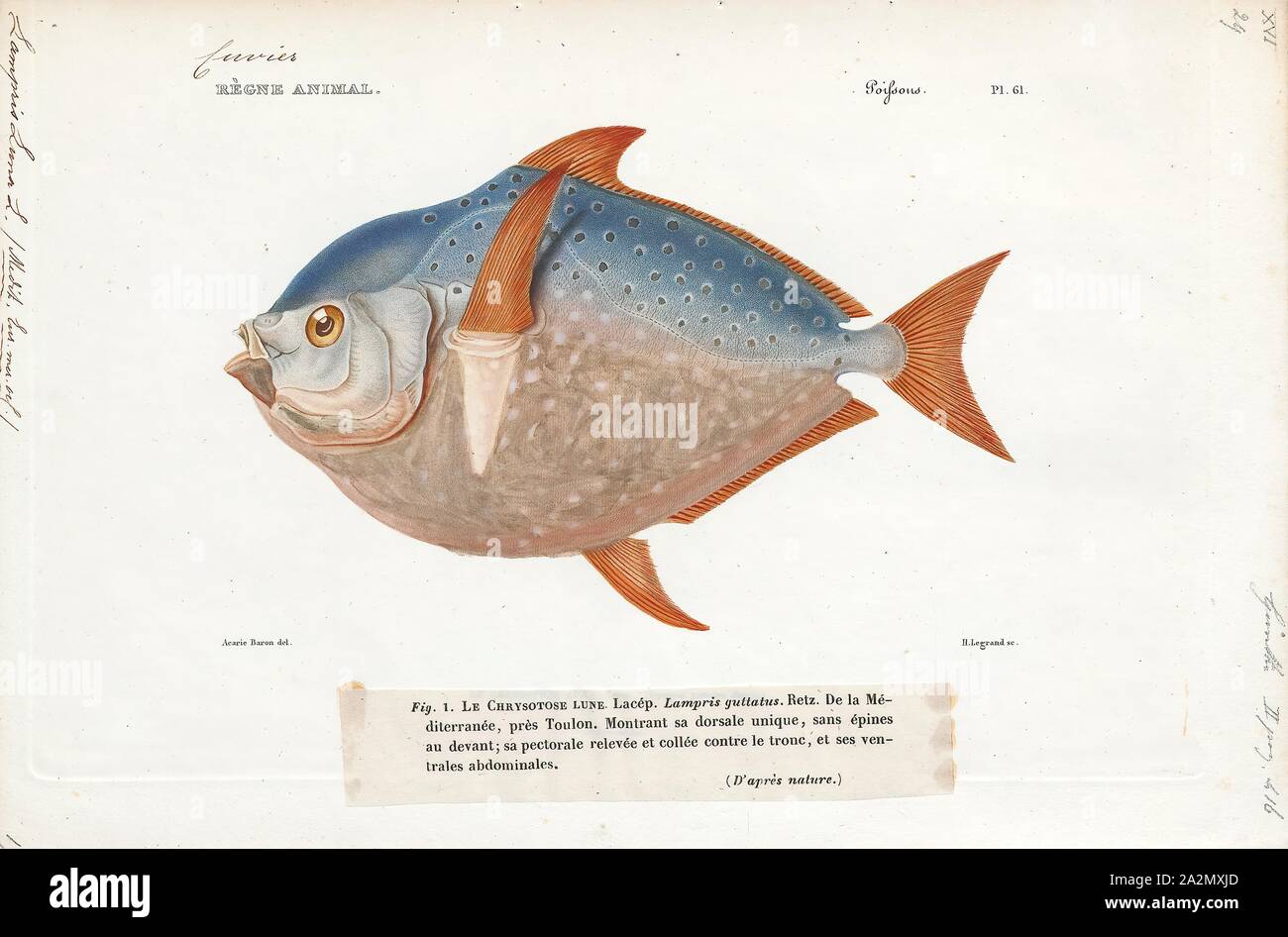 Lamprid hi-res stock photography and images - Alamy