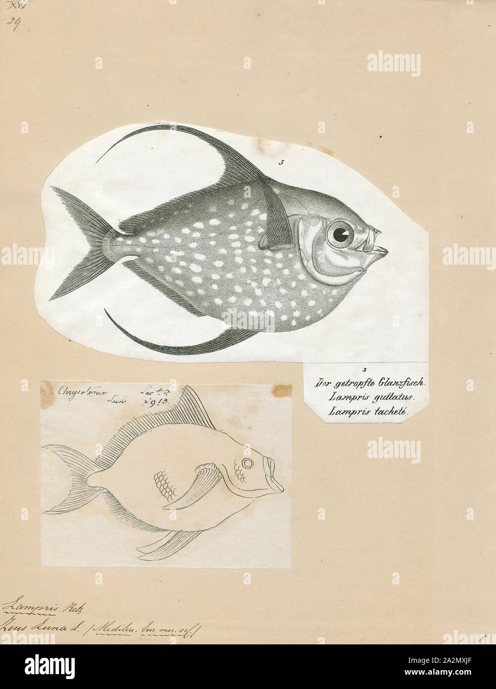 Family molidae hi-res stock photography and images - Alamy