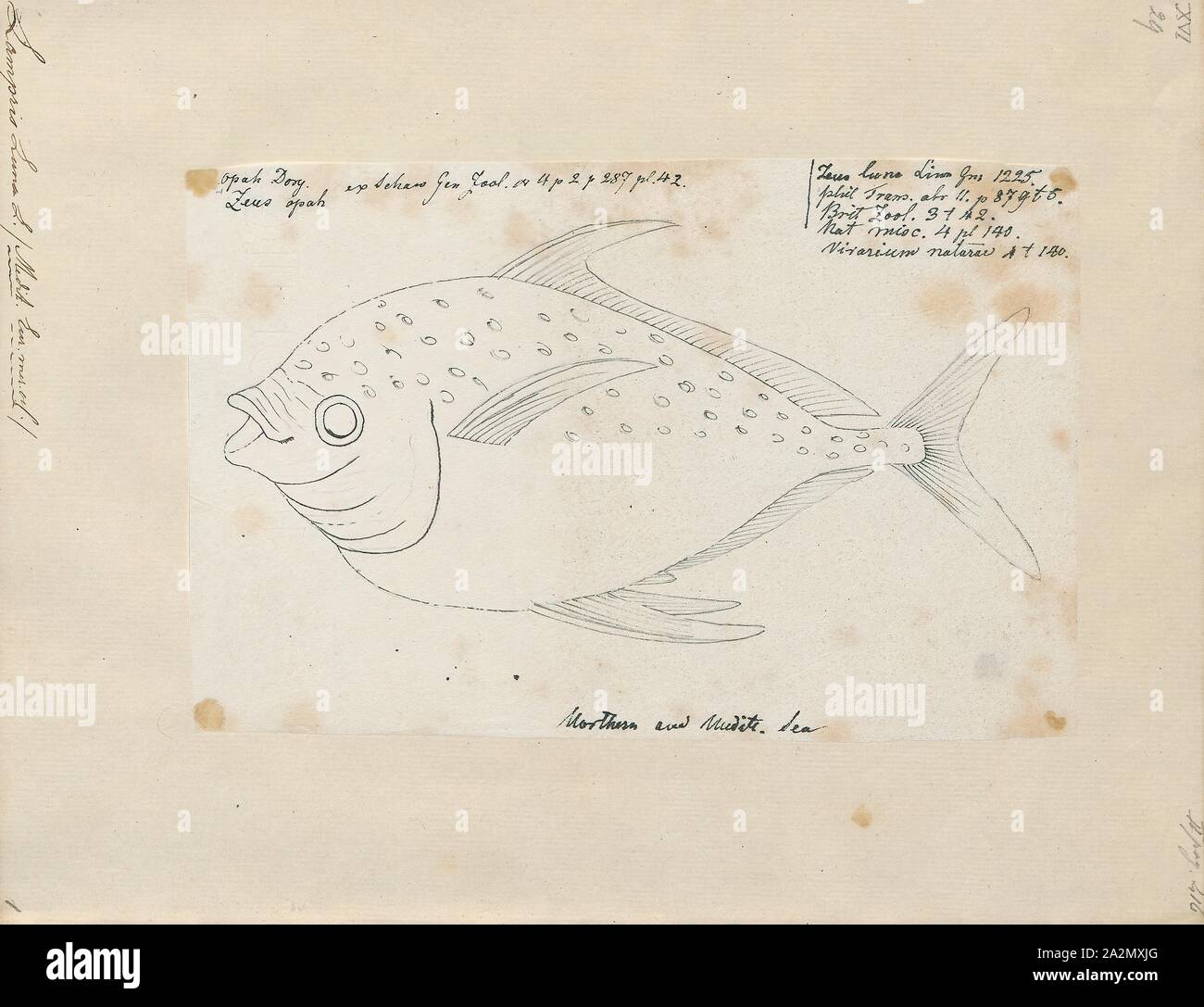 Redfin Ocean Pan High Resolution Stock Photography and Images - Alamy