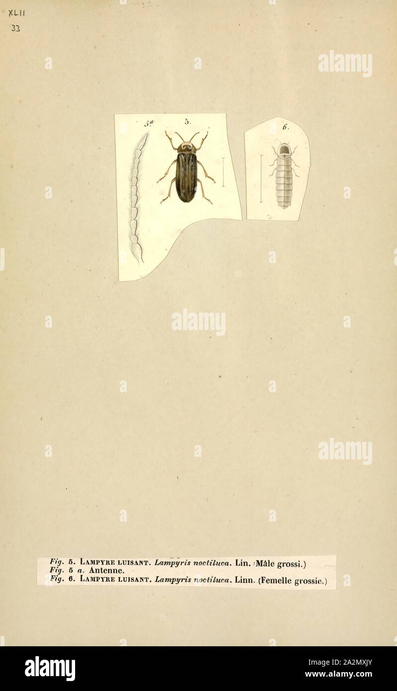 Firefly lampyridae larvae hi-res stock photography and images - Alamy