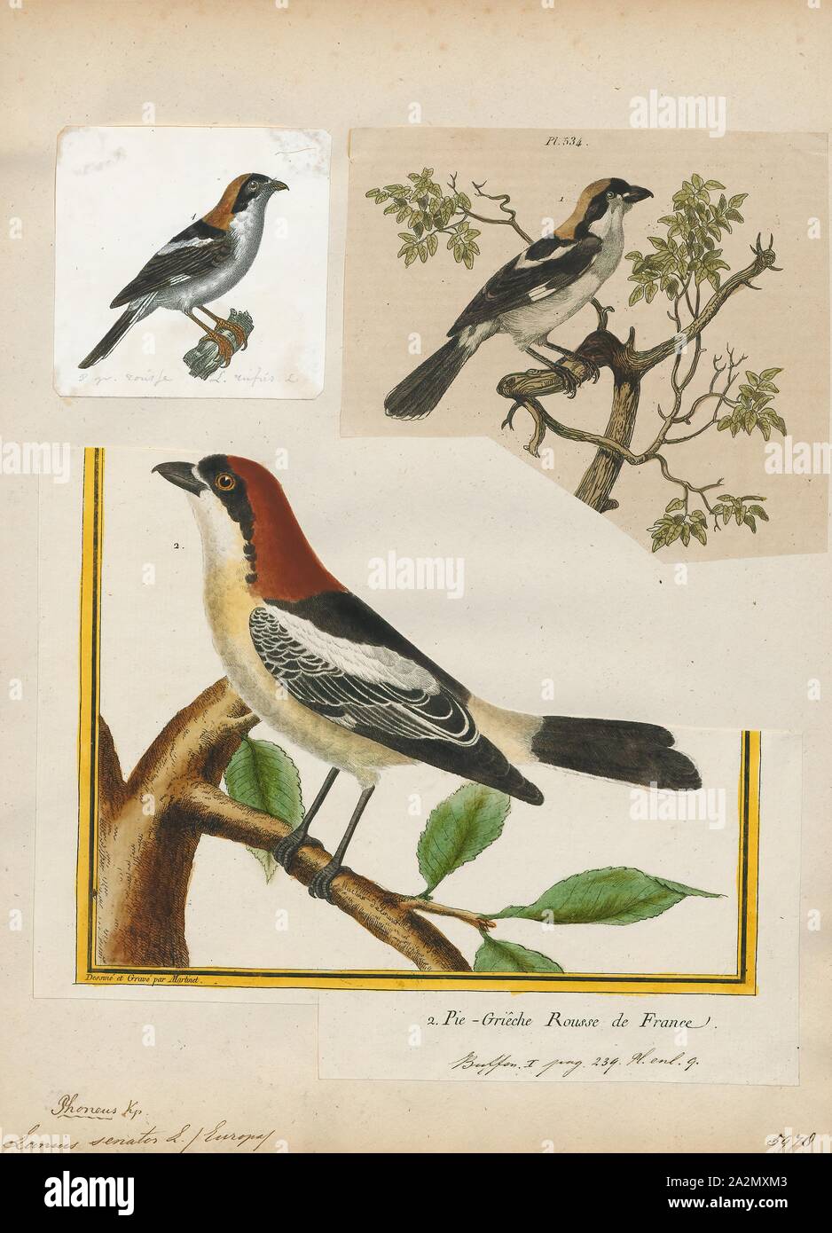 Laniidae High Resolution Stock Photography and Images - Alamy