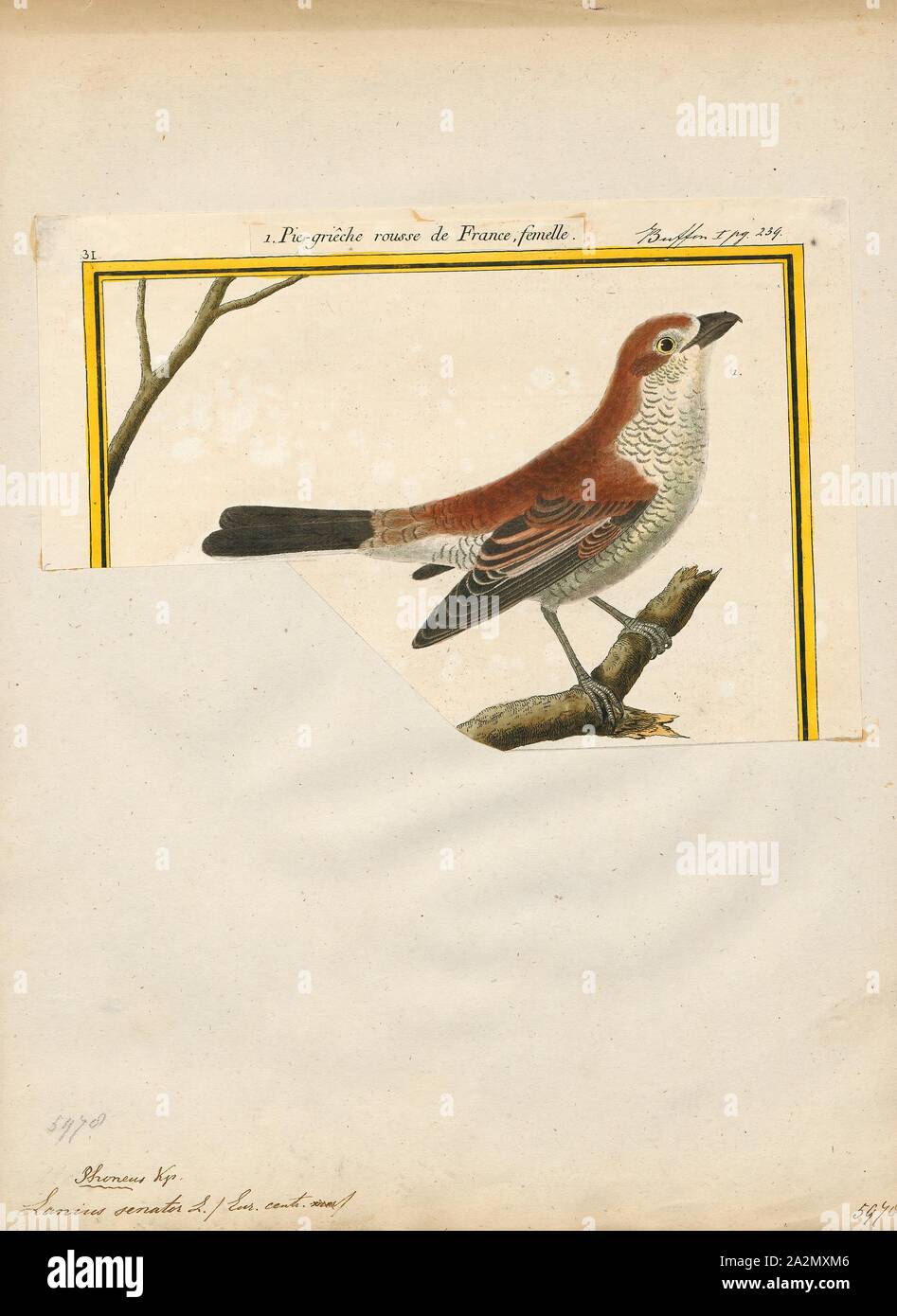 Laniidae High Resolution Stock Photography and Images - Alamy