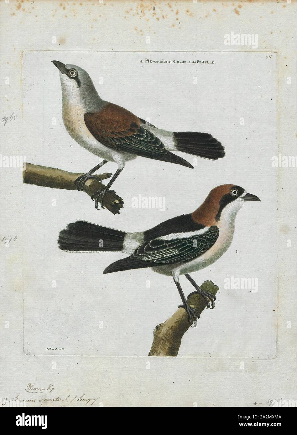 Laniidae High Resolution Stock Photography and Images - Alamy