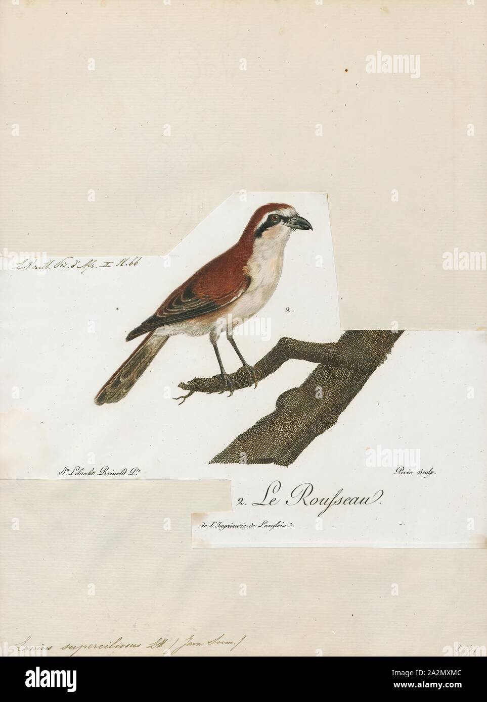 Lanius superciliosus, Print, Lanius, the typical shrikes, are a genus ...