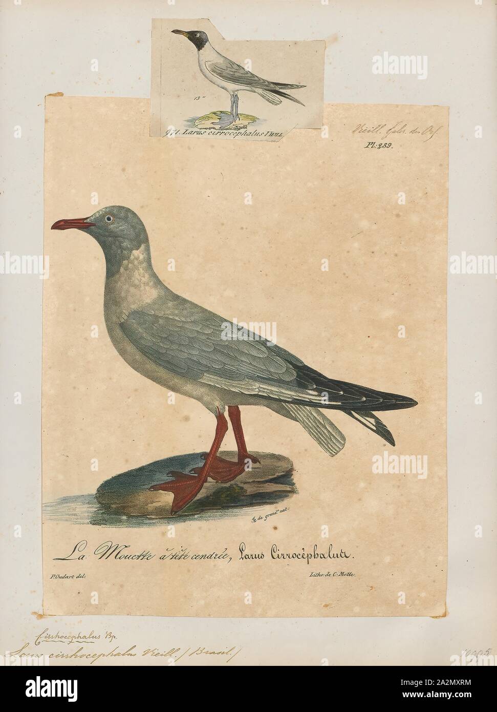 Larus cirrhocephalus hi-res stock photography and images - Alamy