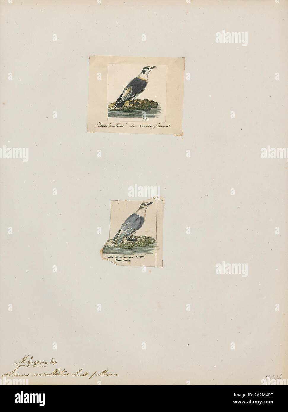 Larus cucullatus, Print, Larus is a large genus of gulls with worldwide ...