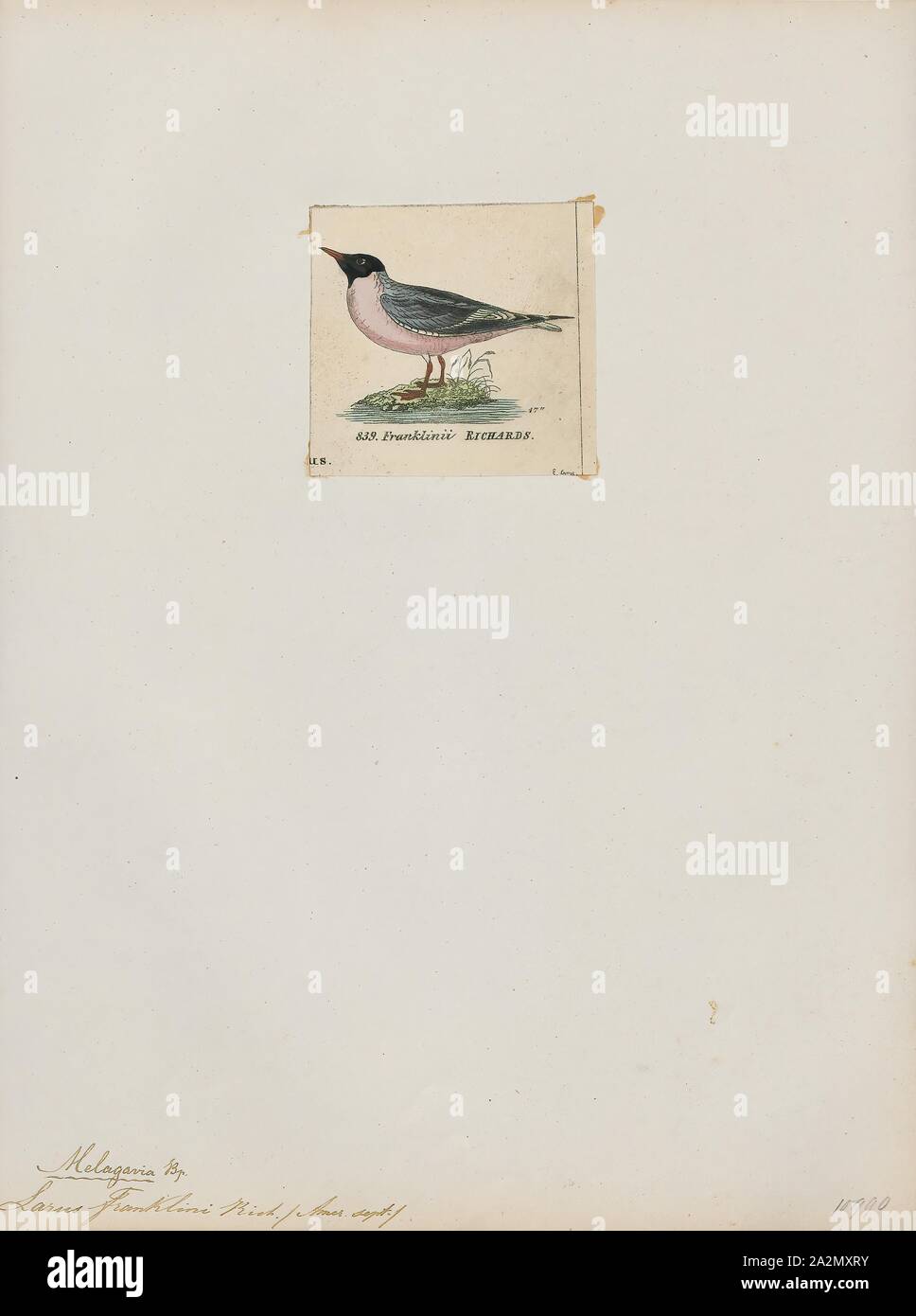 Larus franklini, Print, Larus is a large genus of gulls with worldwide ...