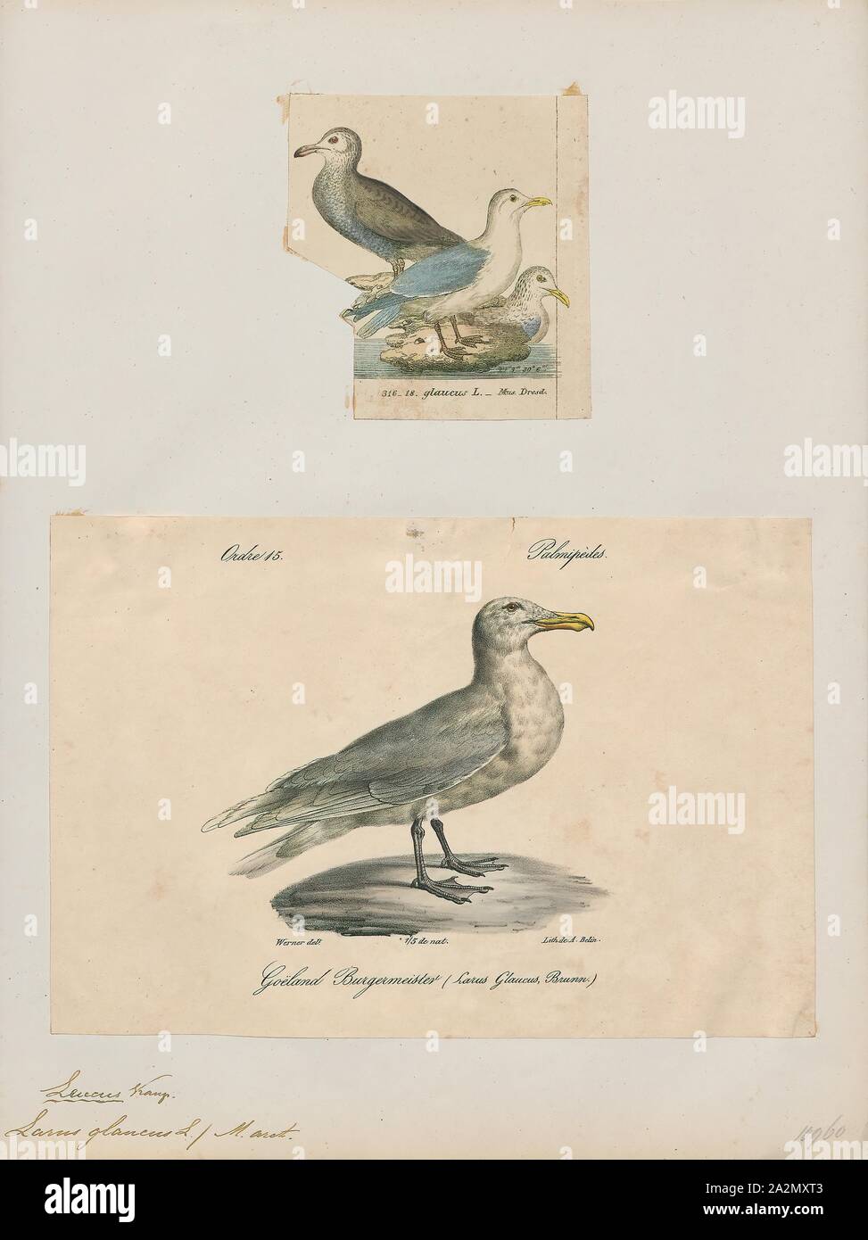 Larus glaucus hi-res stock photography and images - Alamy