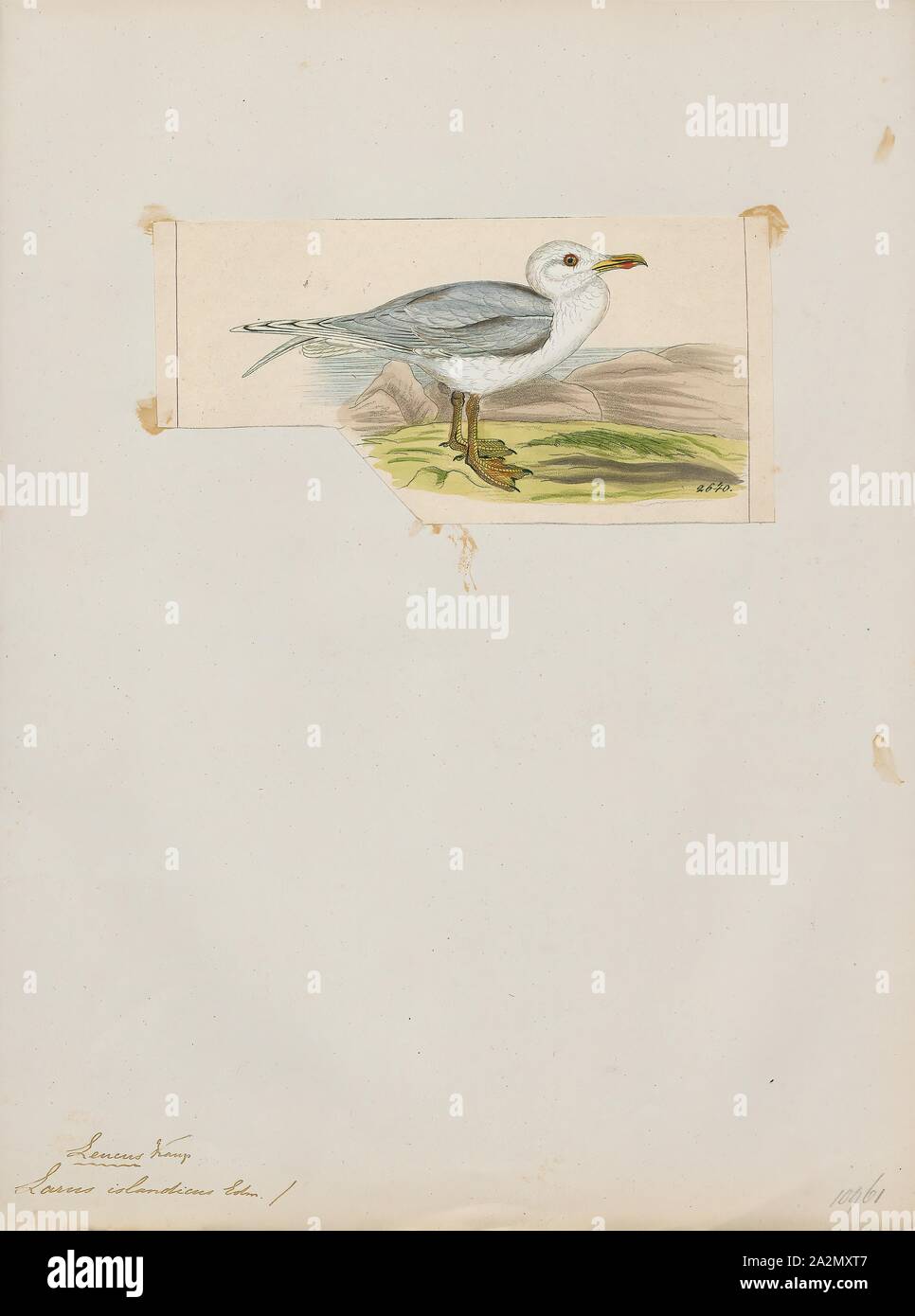 Ancient greek laros hi-res stock photography and images - Alamy