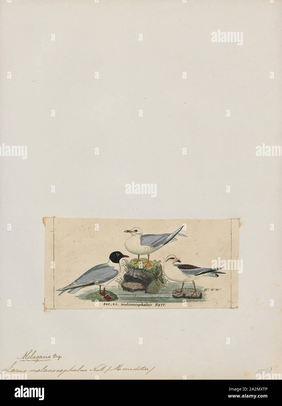 Larus melanocephalus, Print, The Mediterranean gull (Ichthyaetus ...