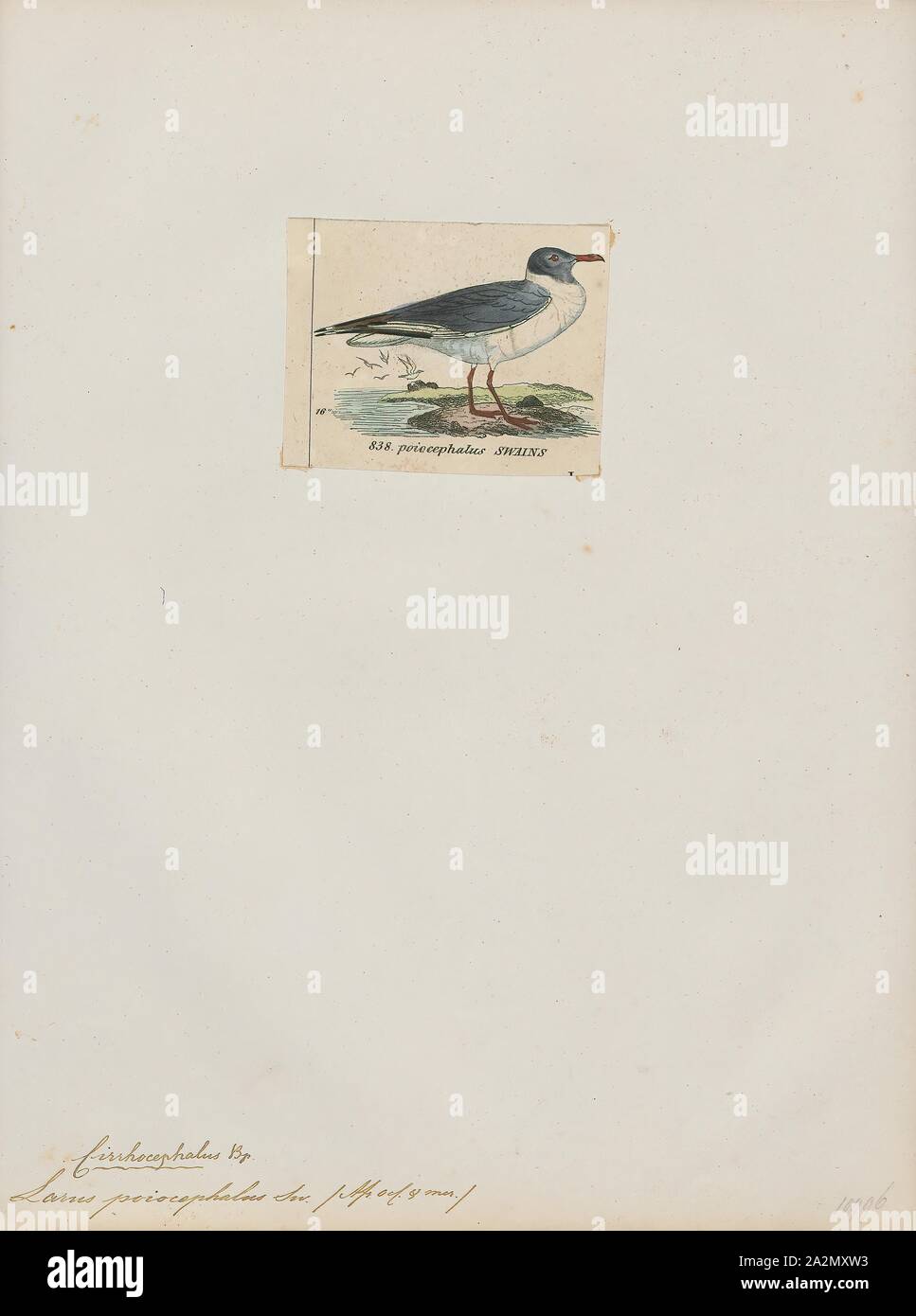 Larus poiocephalus, Print, Larus is a large genus of gulls with ...