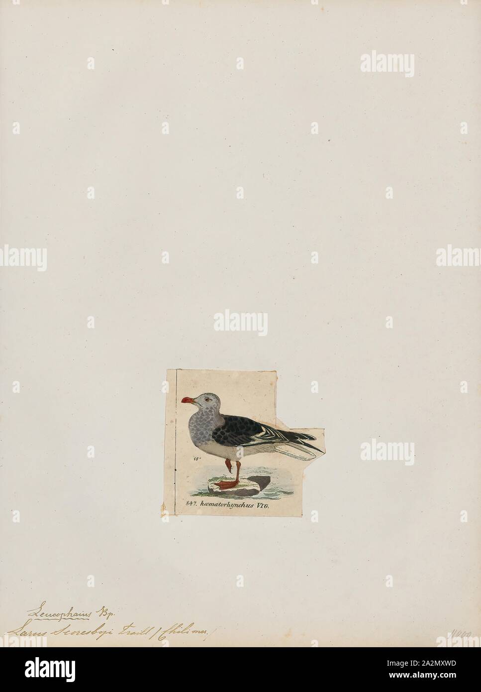 Scoresbyi hi-res stock photography and images - Alamy