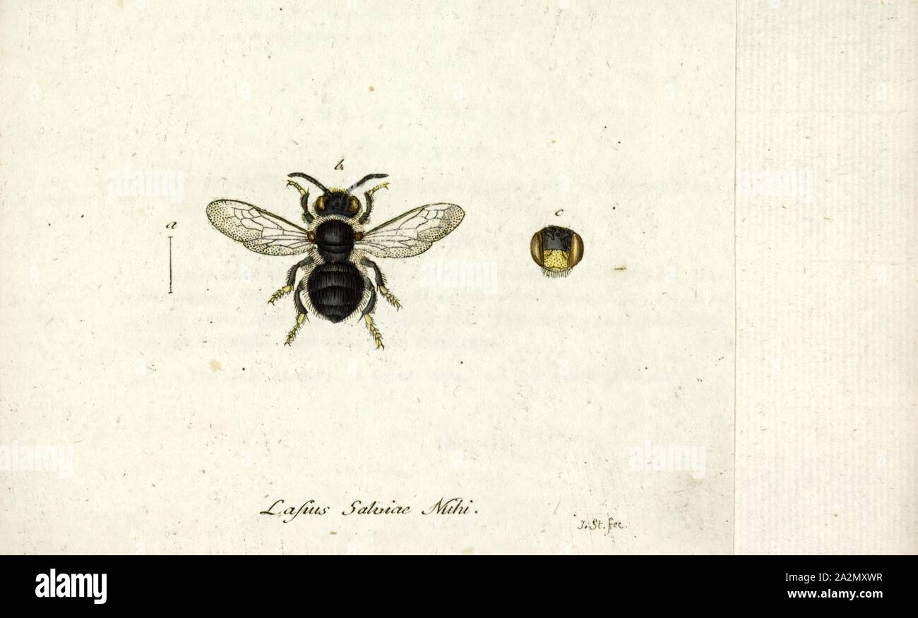 Lasius, Print, Lasius is a genus of formicine ants Stock Photo - Alamy