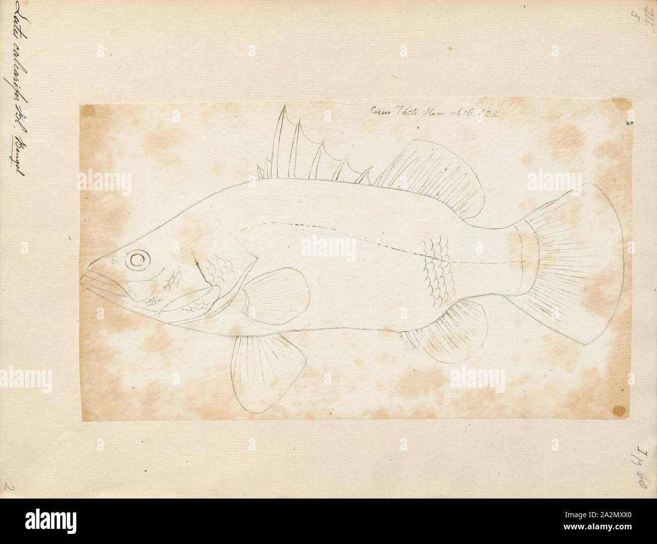 Pla kapong hi-res stock photography and images - Alamy