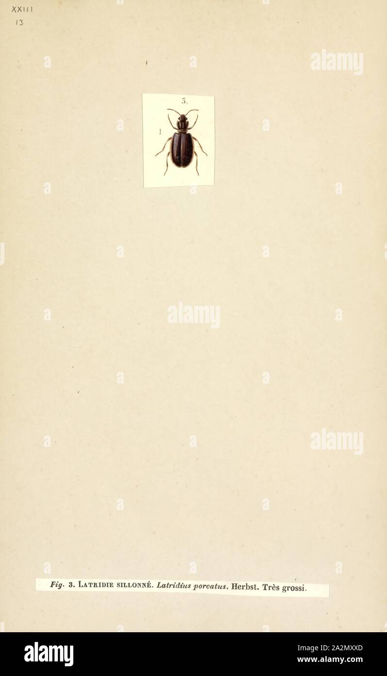 Latridius, Print, Latridius is a genus of beetles in the family ...