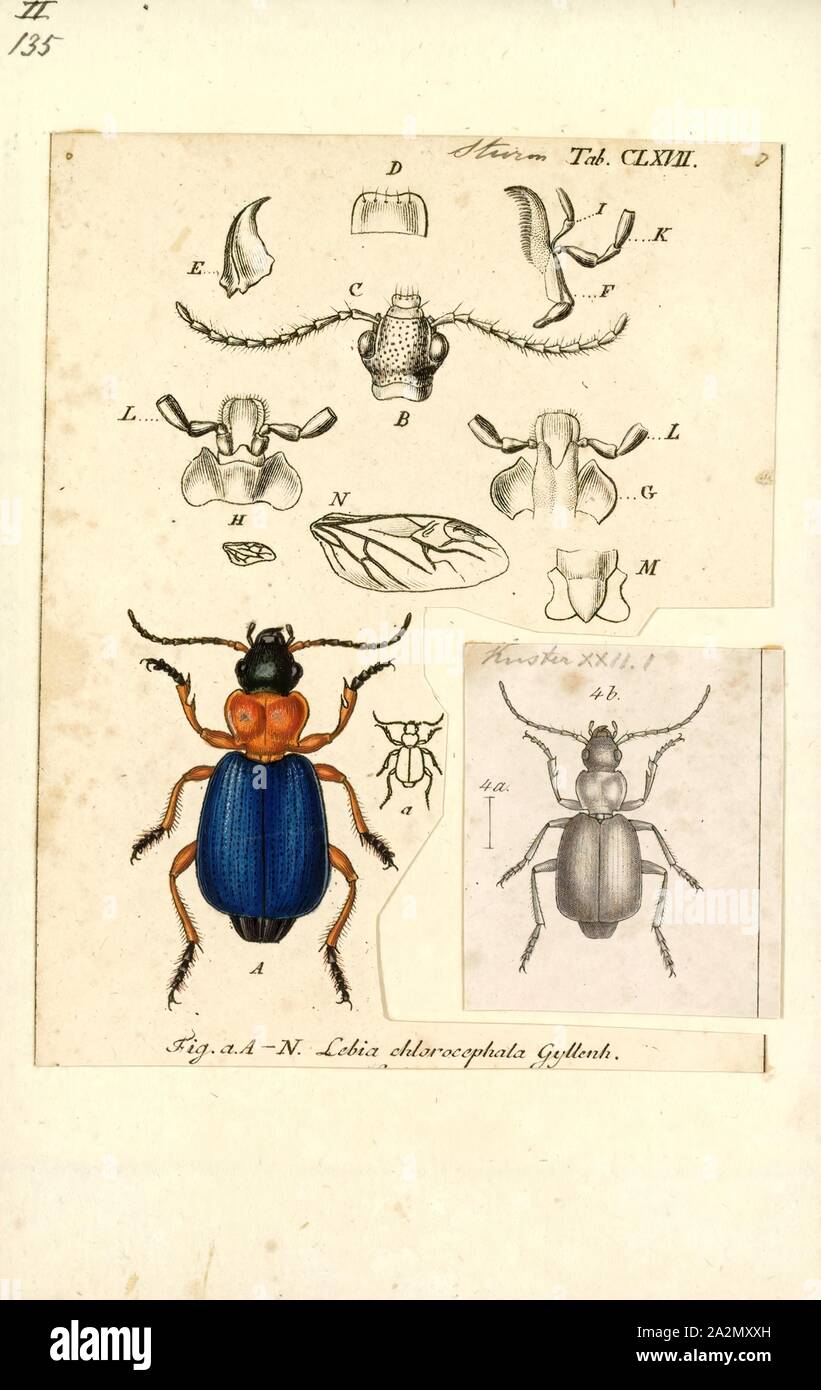 Colorful foliage ground beetles hi-res stock photography and images - Alamy