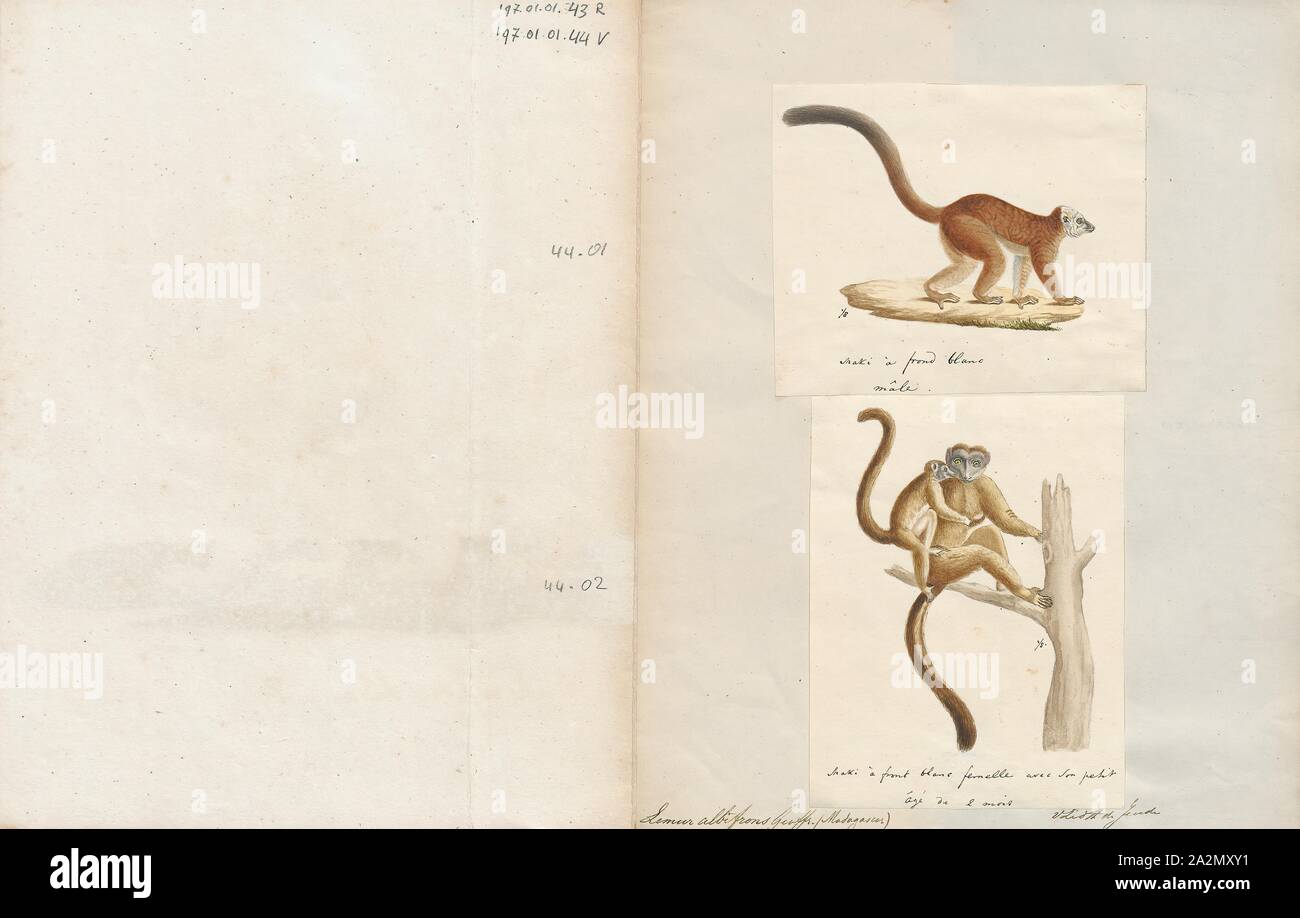 100 existing species hi-res stock photography and images - Alamy