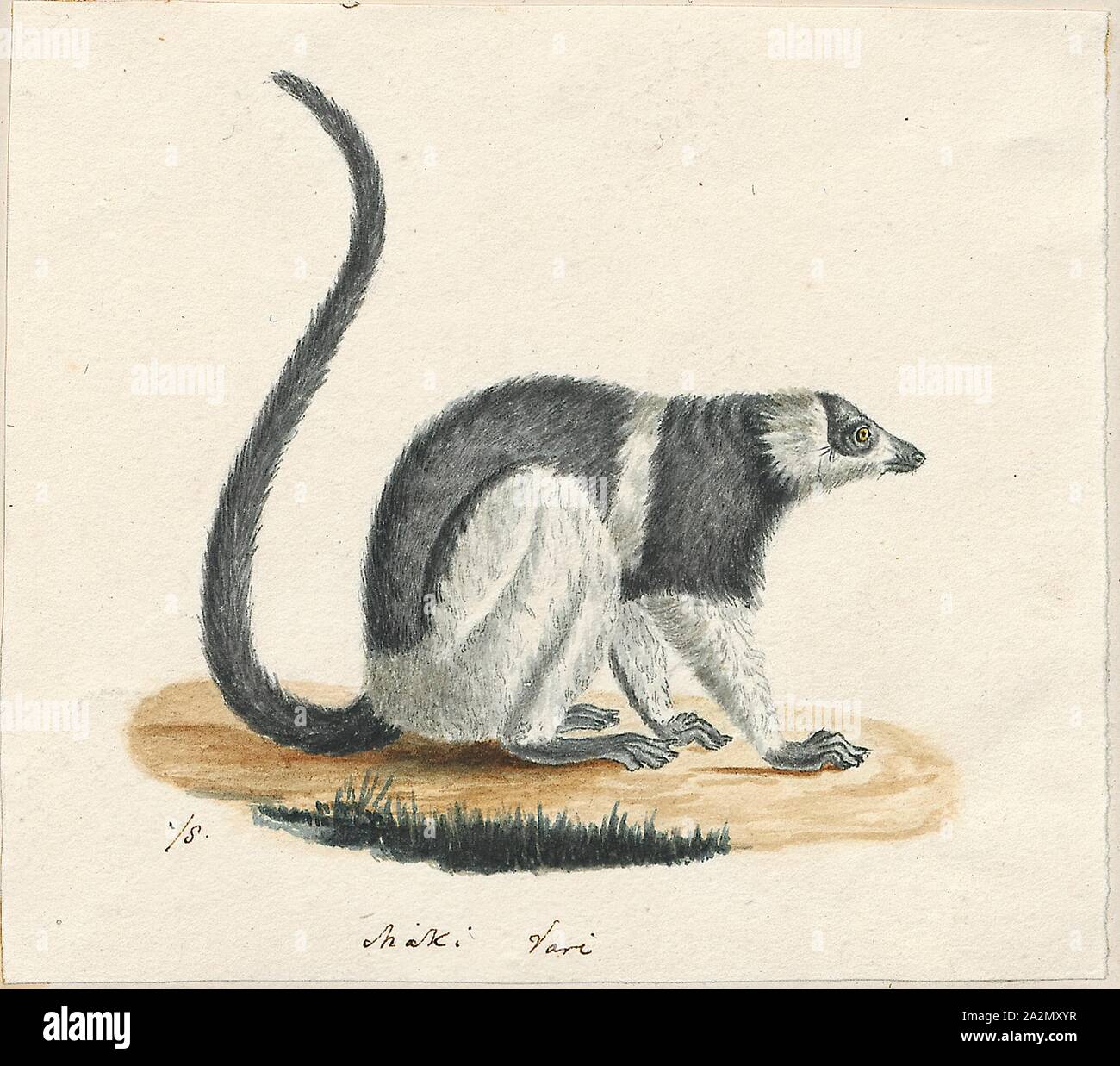 100 existing species hi-res stock photography and images - Alamy