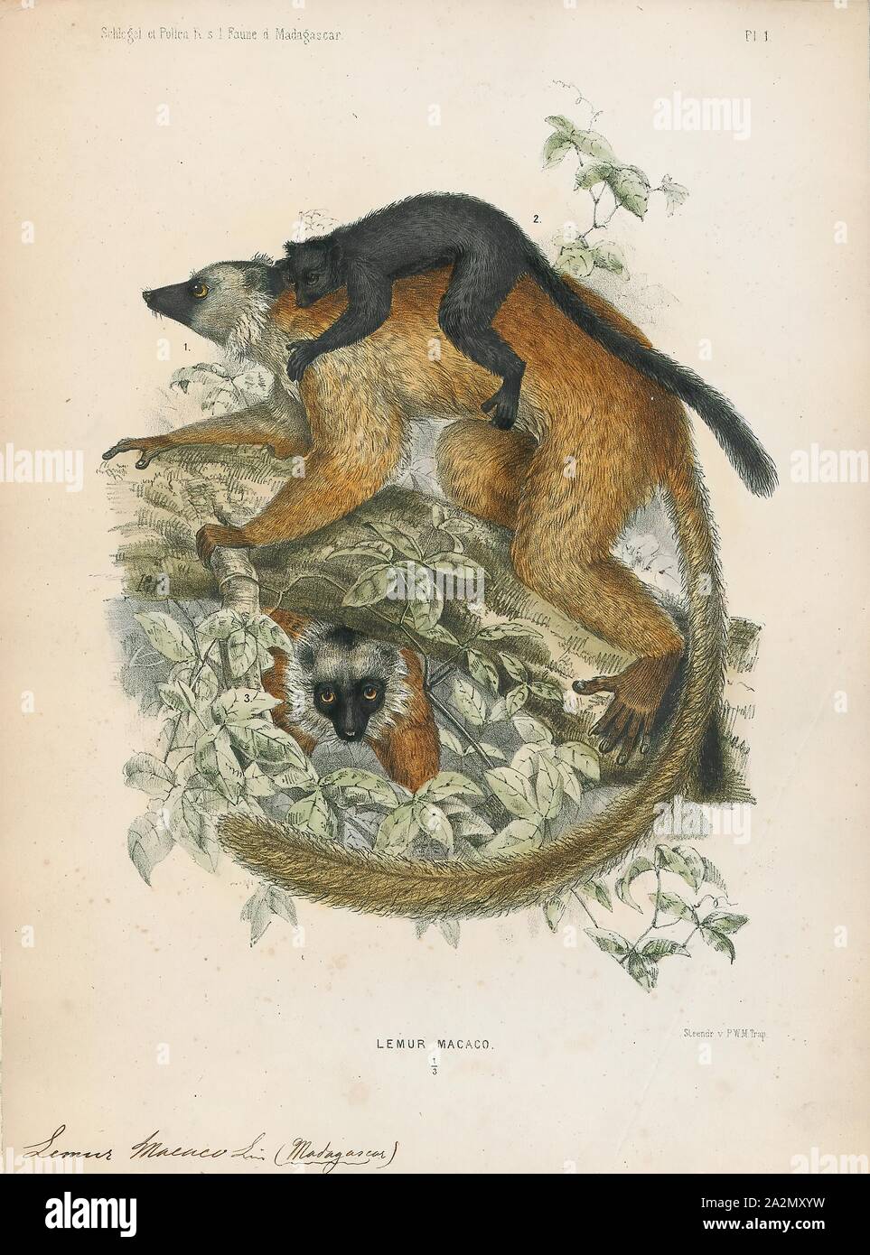 Existing species hi-res stock photography and images - Alamy