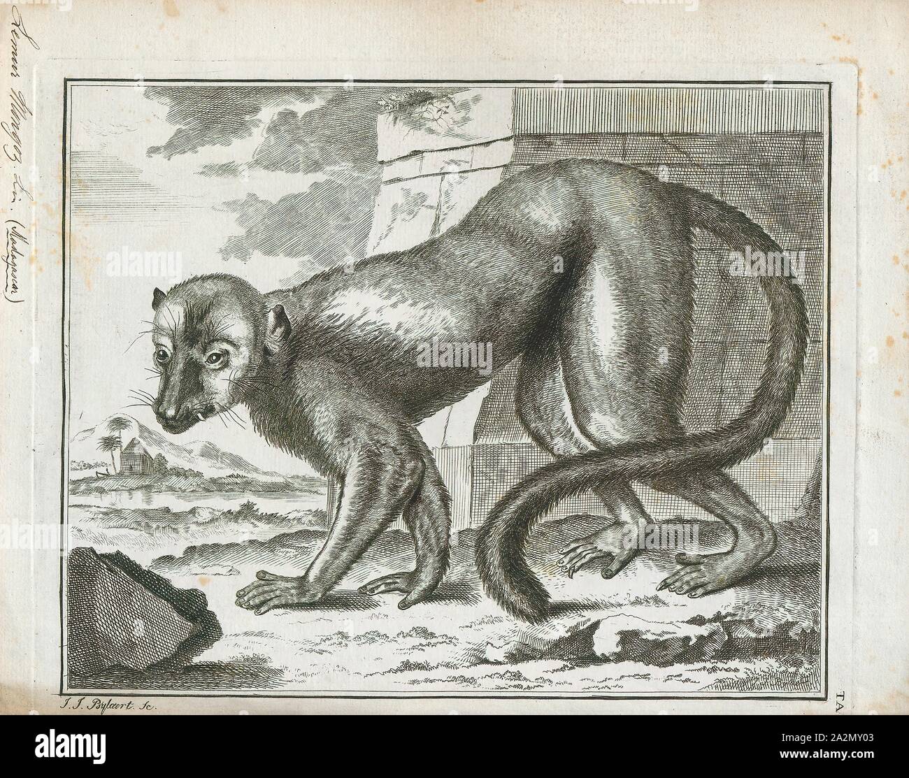 100 existing species hi-res stock photography and images - Alamy