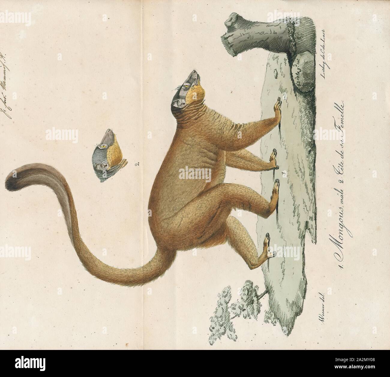 100 existing species hi-res stock photography and images - Alamy