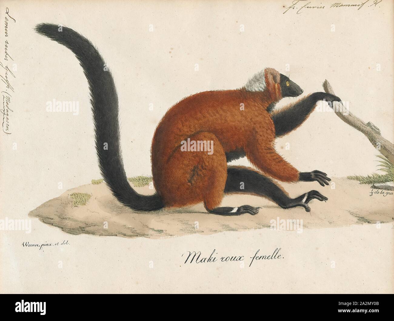 100 existing species hi-res stock photography and images - Alamy