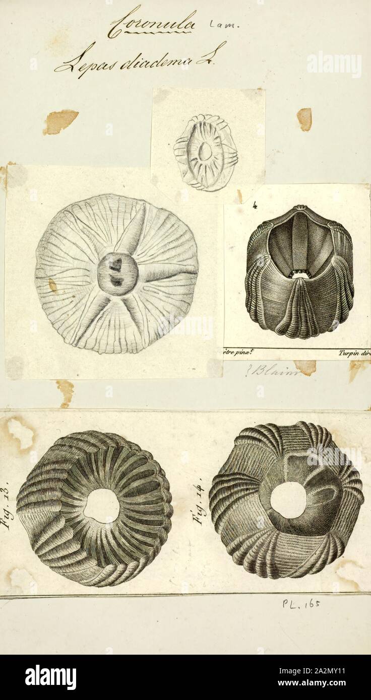 Lepas diadema, Print, Lepas is a genus of goose barnacles in the family ...