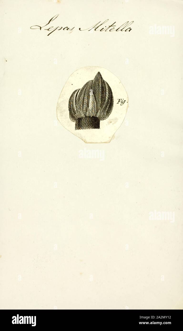 Lepas mitella hi-res stock photography and images - Alamy