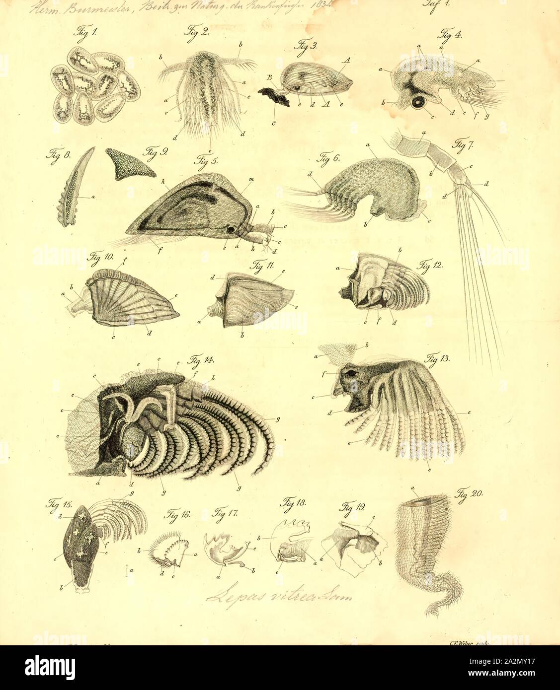 Lepadidae hi-res stock photography and images - Alamy