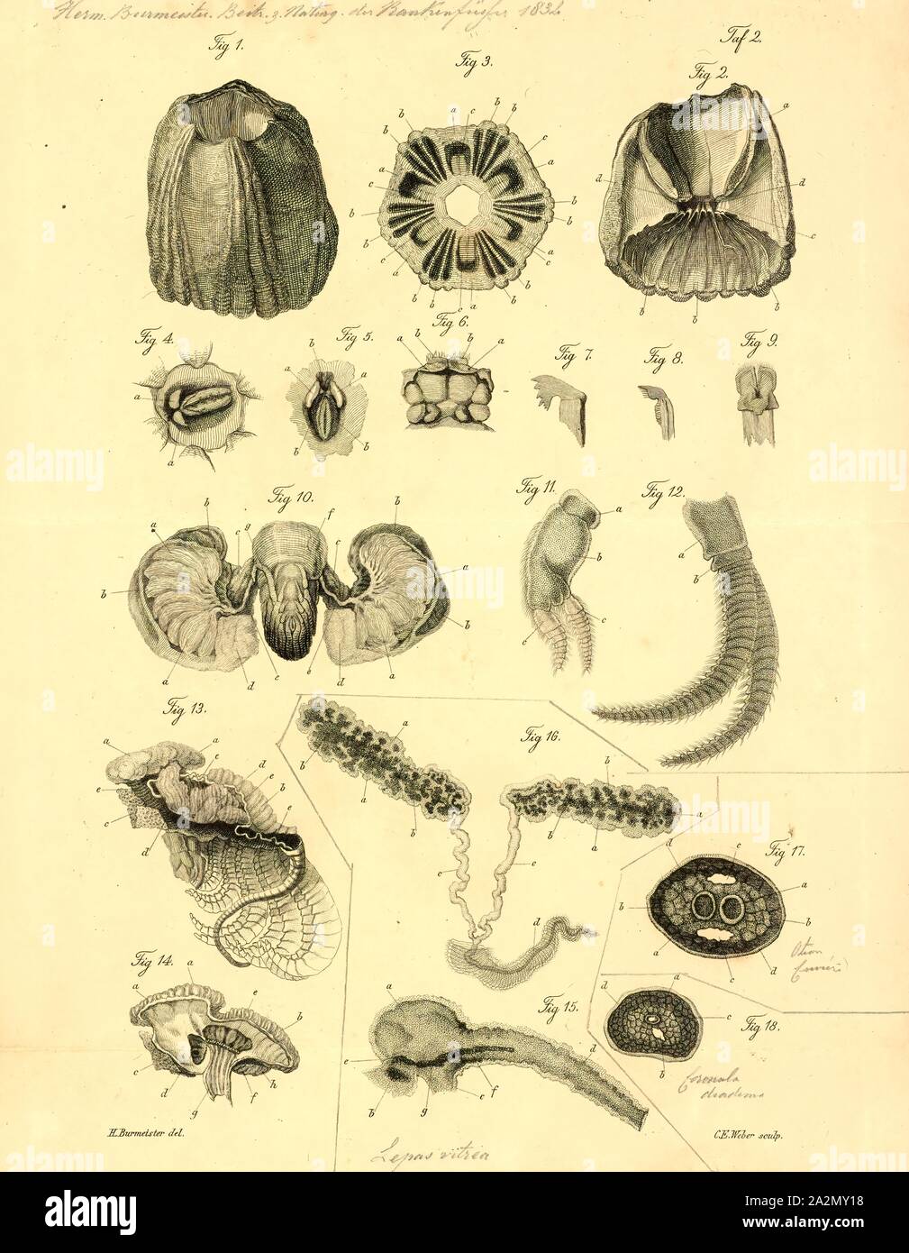 Lepas vitrea hi-res stock photography and images - Alamy