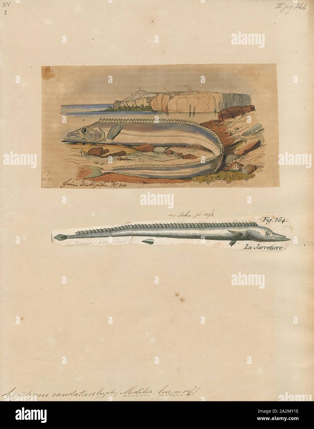 6 ft hi-res stock photography and images - Alamy