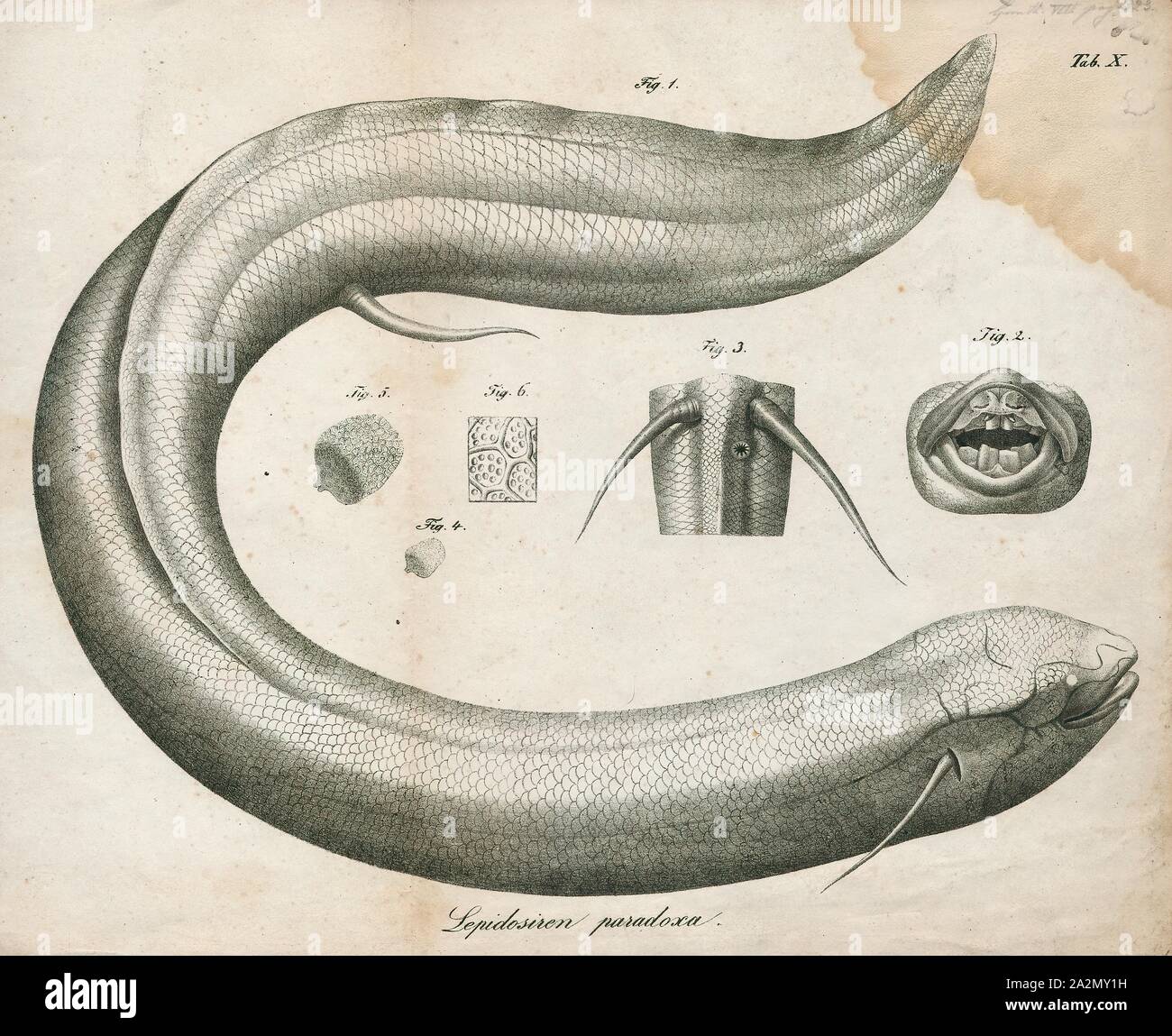 South american lungfish lepidosiren paradoxa hi-res stock photography ...