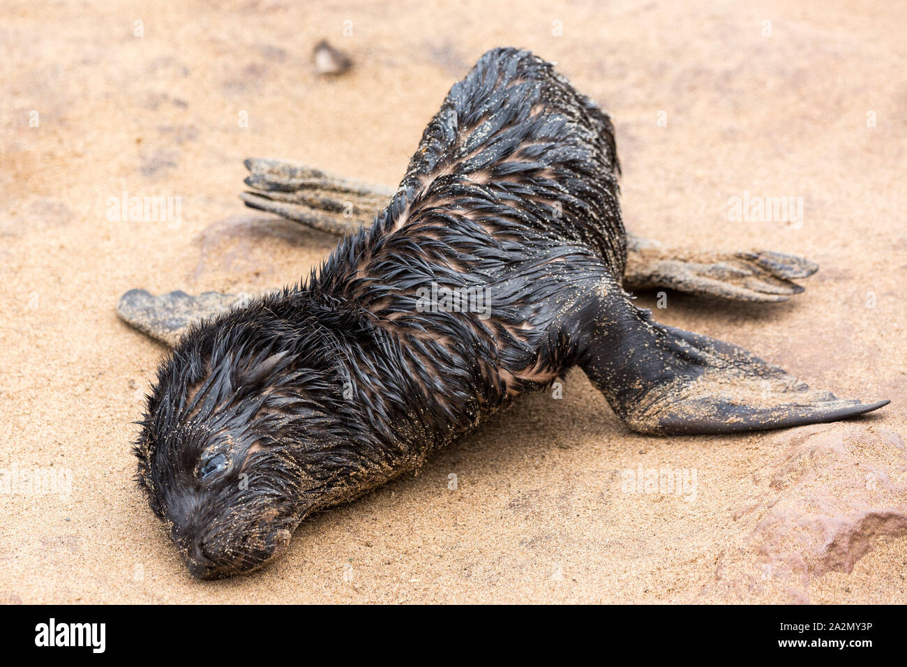 Dead fur seal hi-res stock photography and images - Alamy