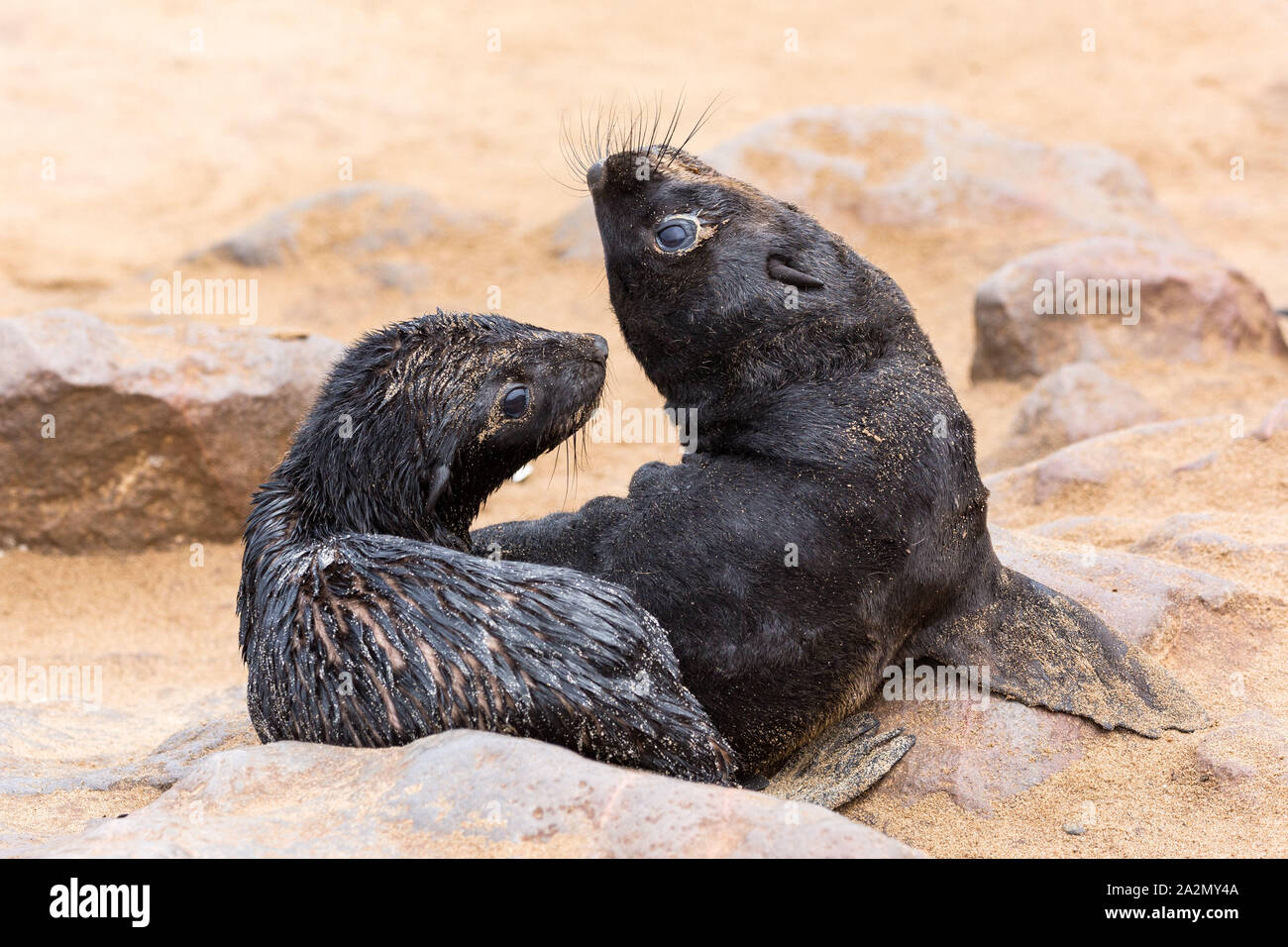 Cuddling South African Fur Seal babies at Cape Cross Seal Reserve ...