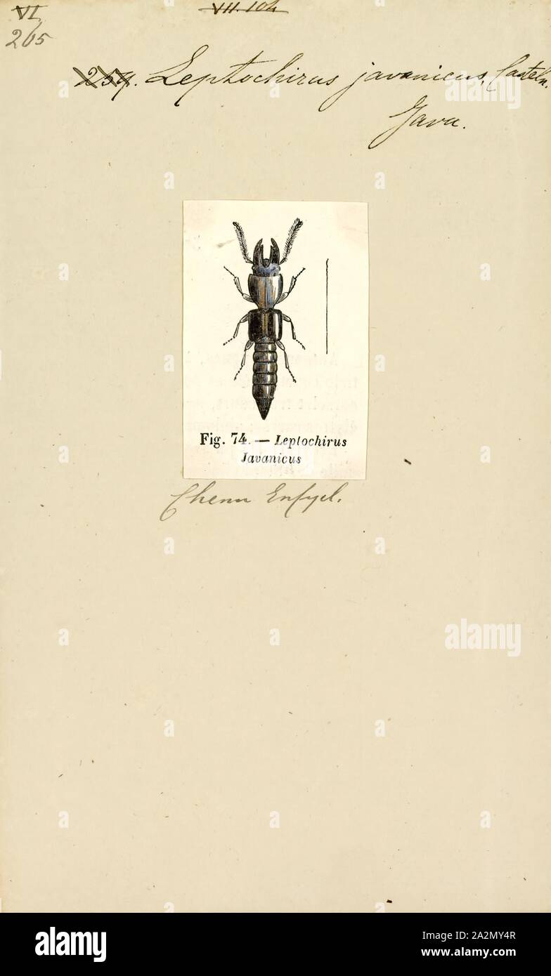 Rove beetles hi-res stock photography and images - Alamy