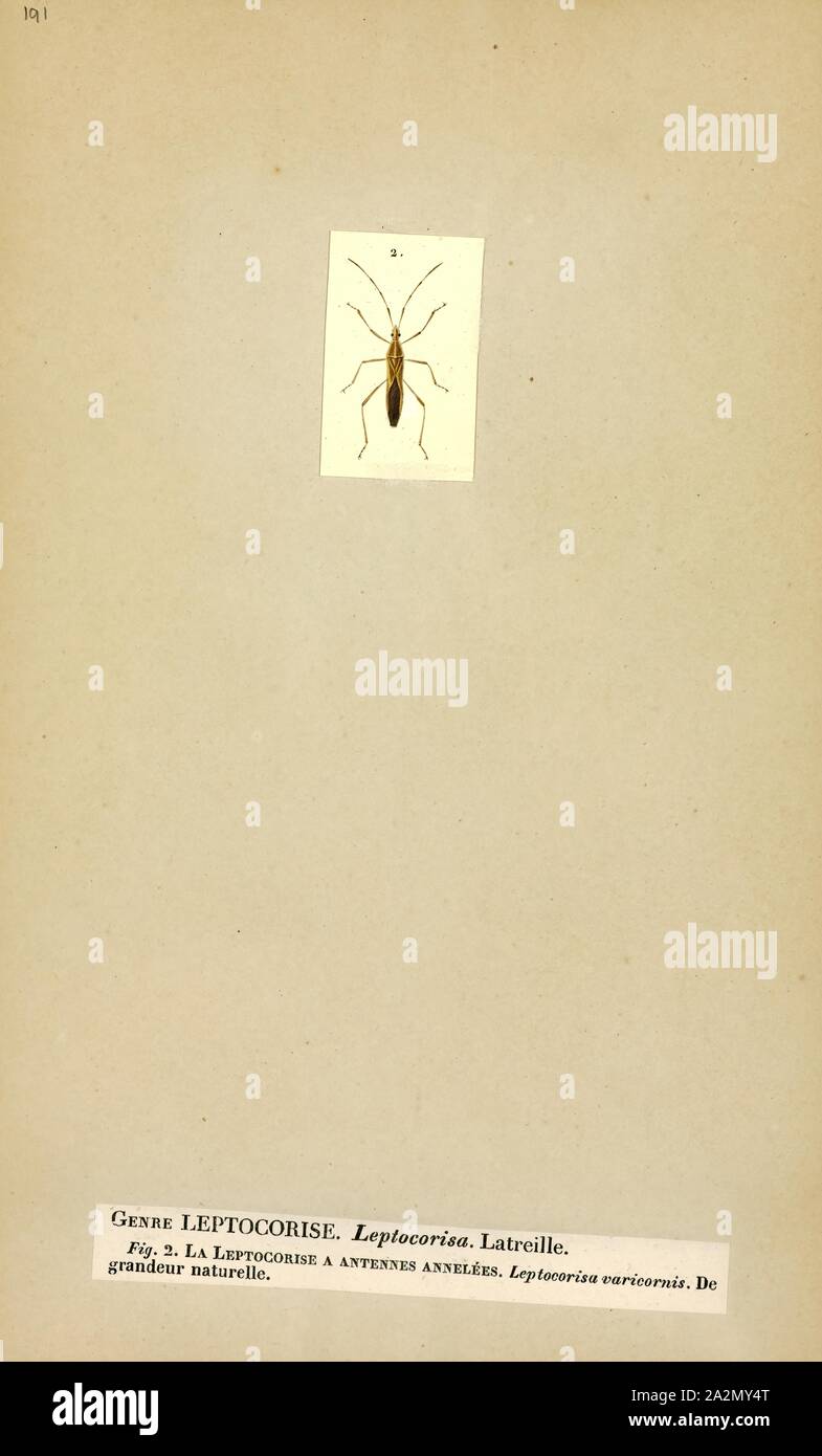 Leptocorisa hi-res stock photography and images - Alamy