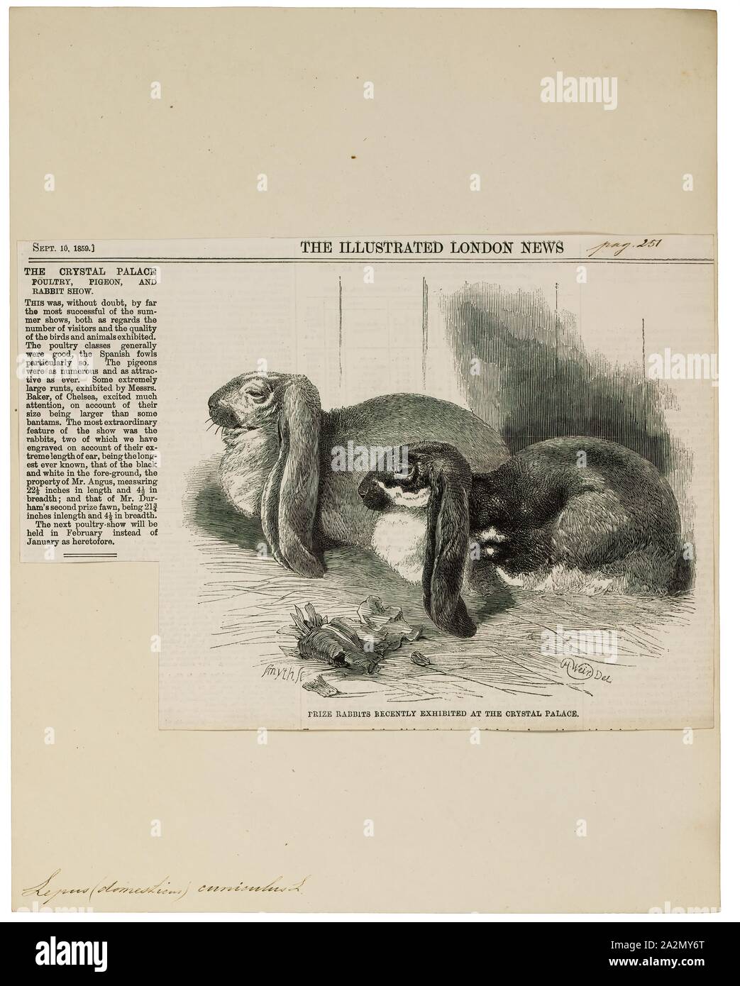 Lepus (domesticus) cuniculus, Print, 1859 Stock Photo - Alamy