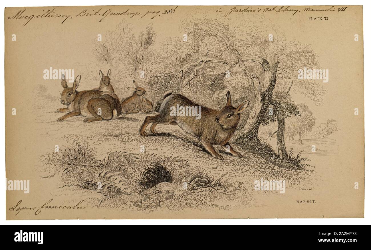 Lepus cuniculus, Print, Hare, Hares and jackrabbits are leporids ...