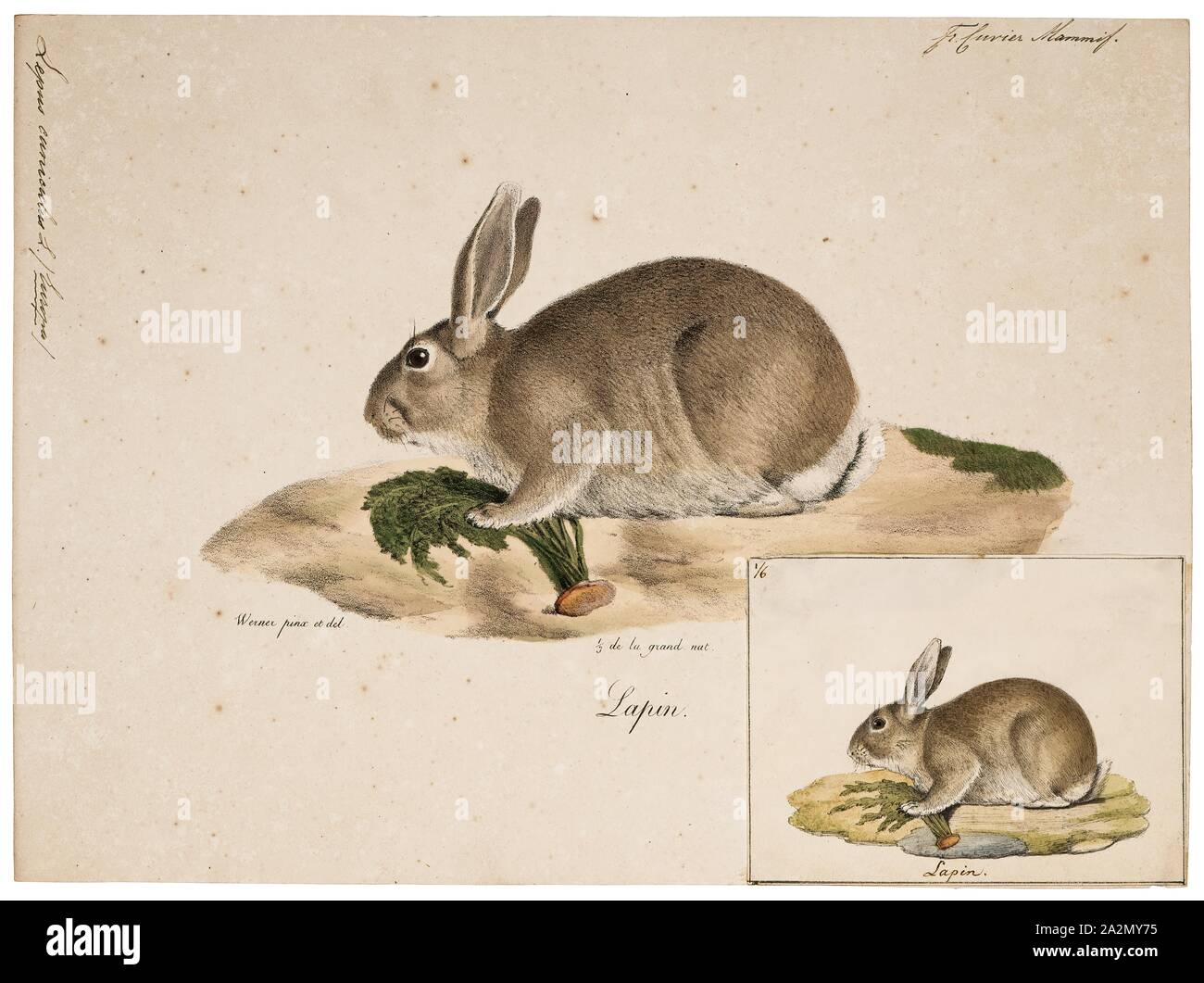 Lepus cuniculus, Print, Hare, Hares and jackrabbits are leporids ...