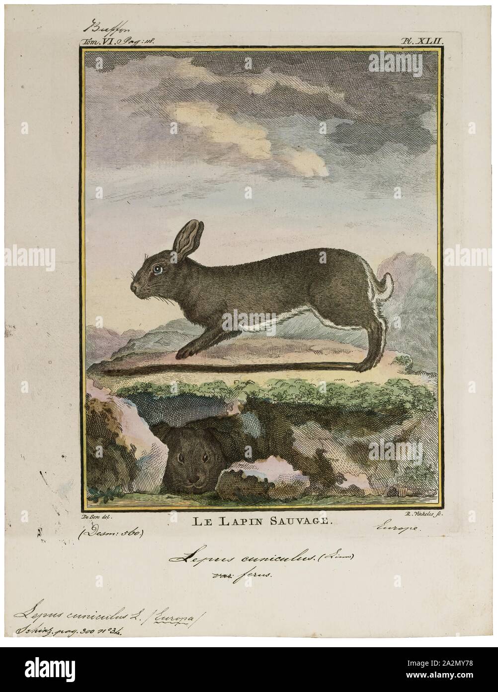 Japanese hare Cut Out Stock Images & Pictures - Alamy