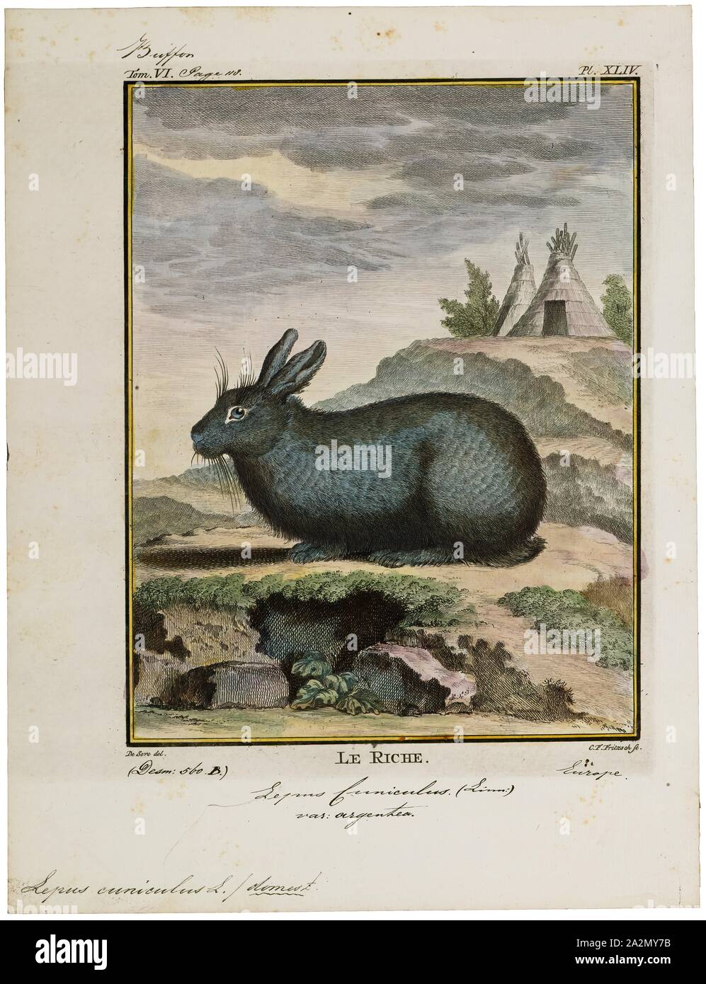 Lepus cuniculus, Print, Hare, Hares and jackrabbits are leporids ...