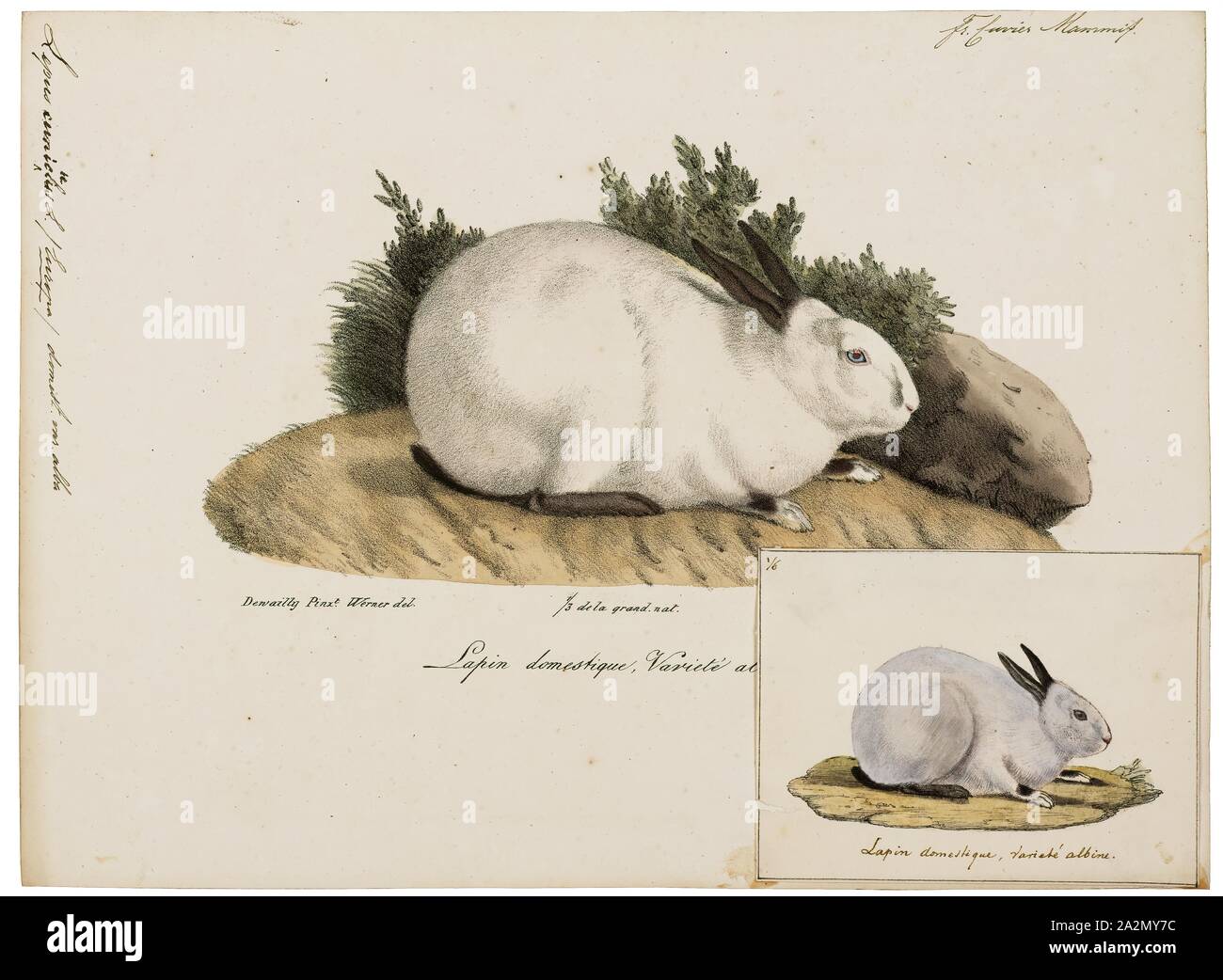 Lepus cuniculus, Print, Hare, Hares and jackrabbits are leporids ...