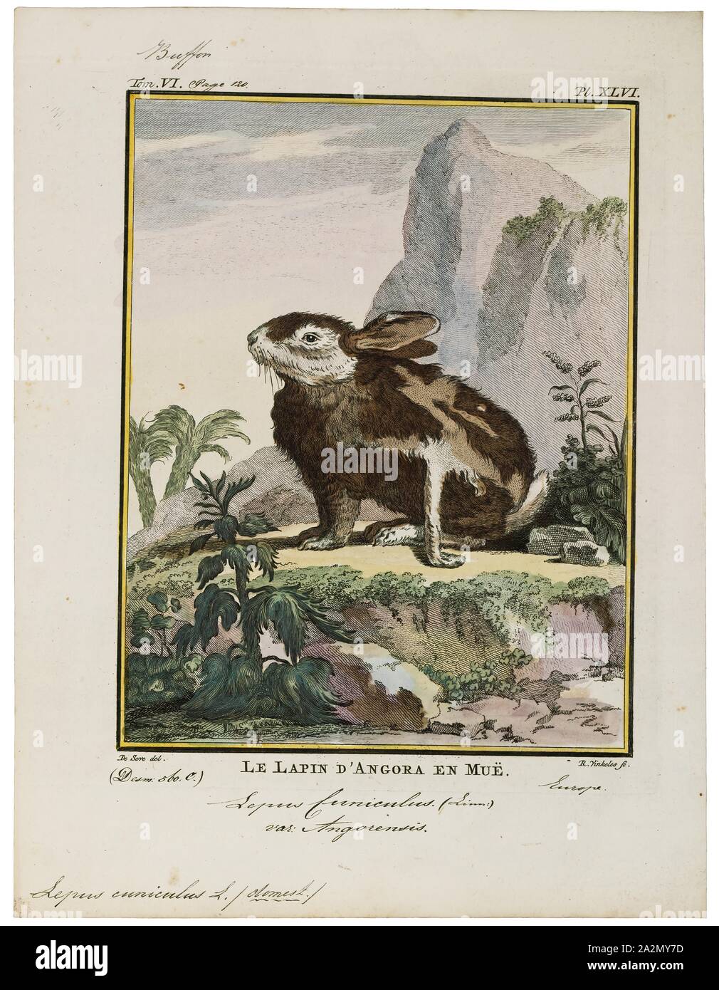 Lepus cuniculus, Print, Hare, Hares and jackrabbits are leporids ...