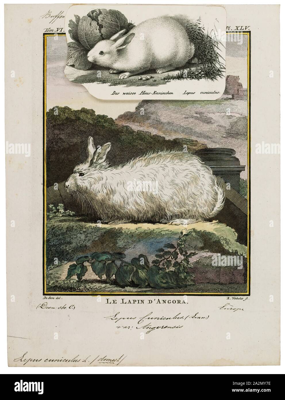 Genus lepus hi-res stock photography and images - Alamy