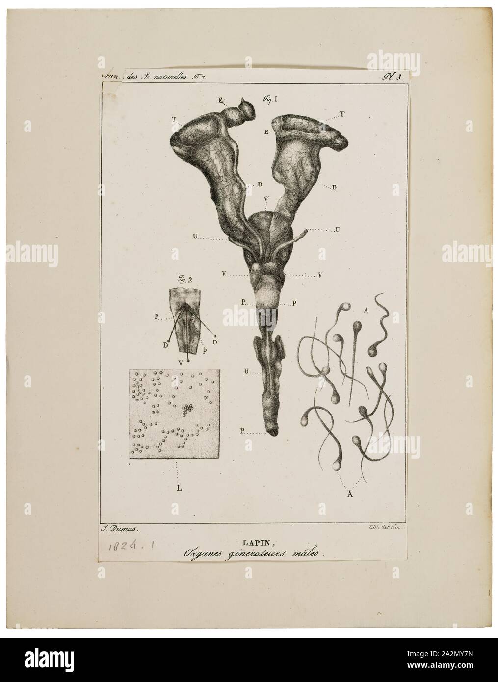Lepus cuniculus, Print, Hare, Hares and jackrabbits are leporids ...