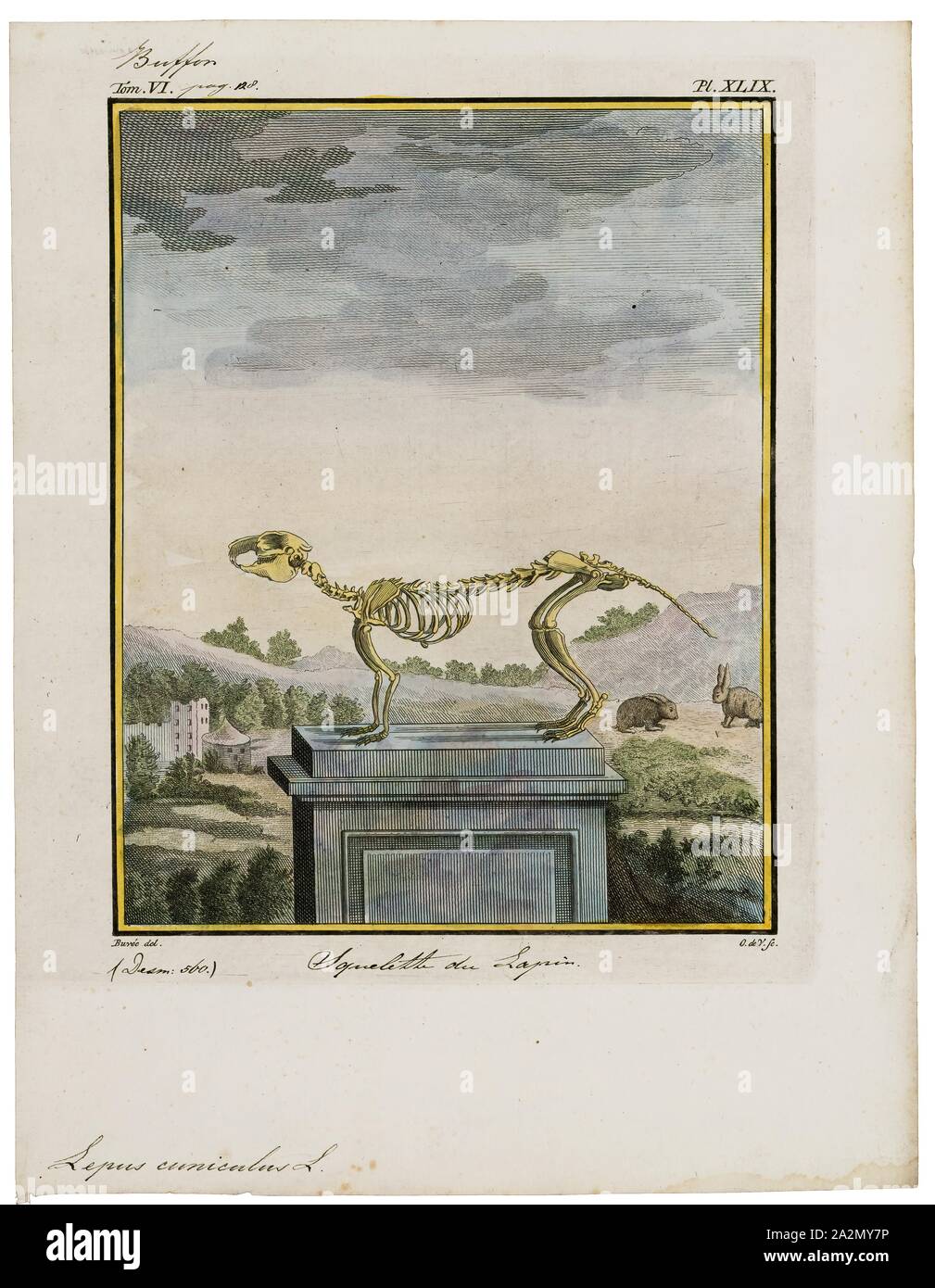 Hares form hi-res stock photography and images - Alamy