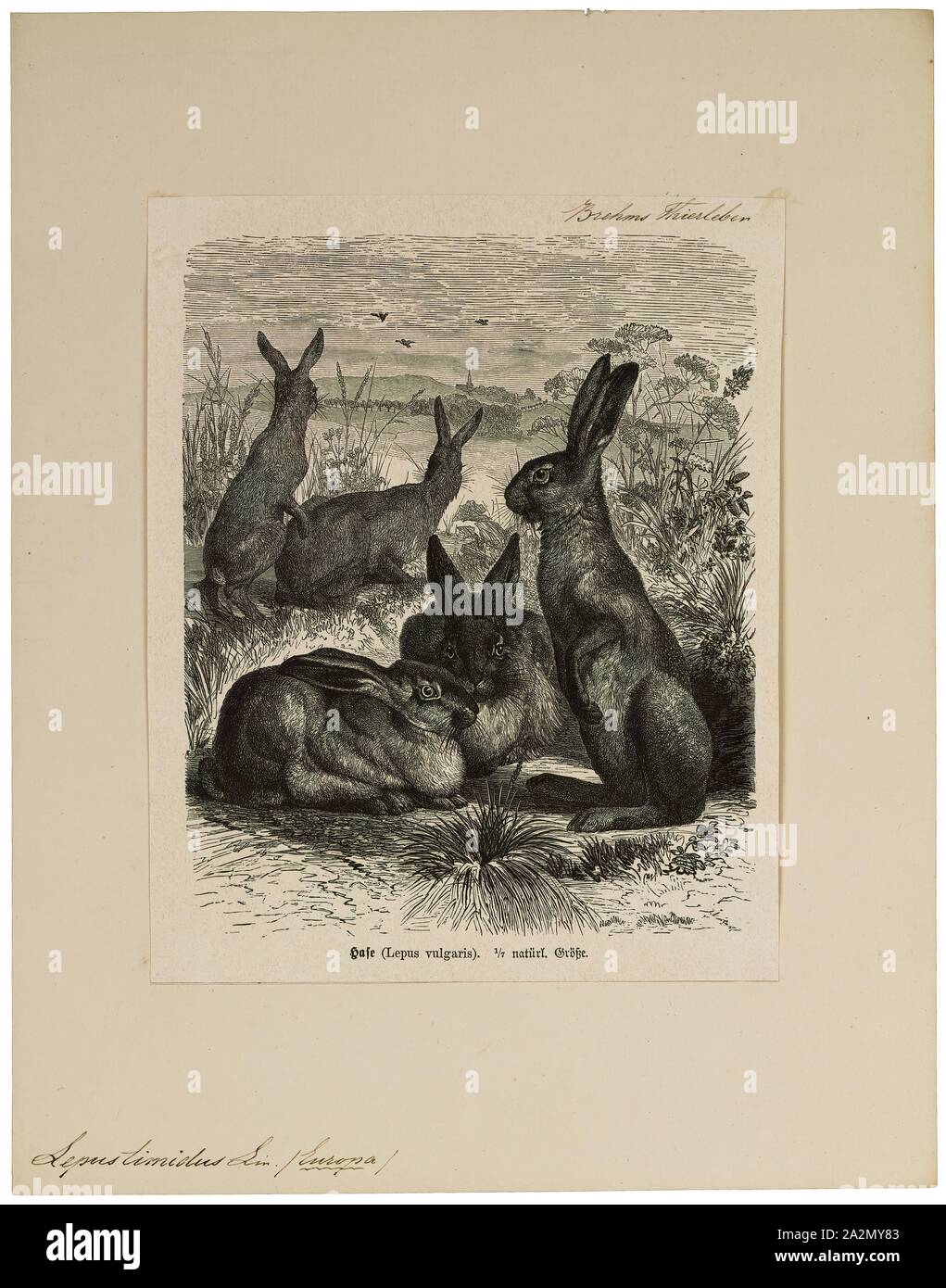Lepus timidus, Print, The mountain hare (Lepus timidus), also known as ...